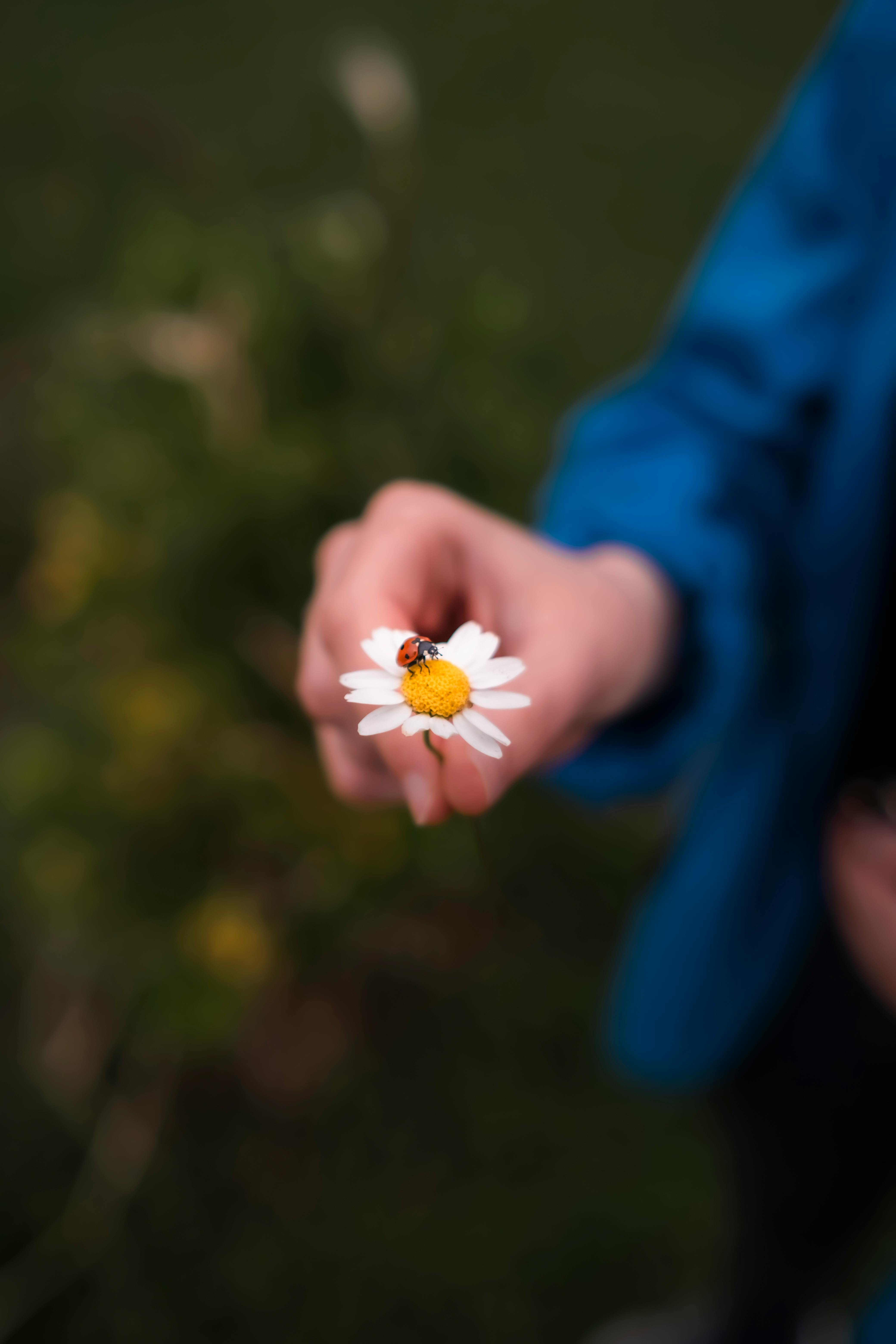 Flower Portal Photos, Download The BEST Free Flower Portal Stock Photos ...