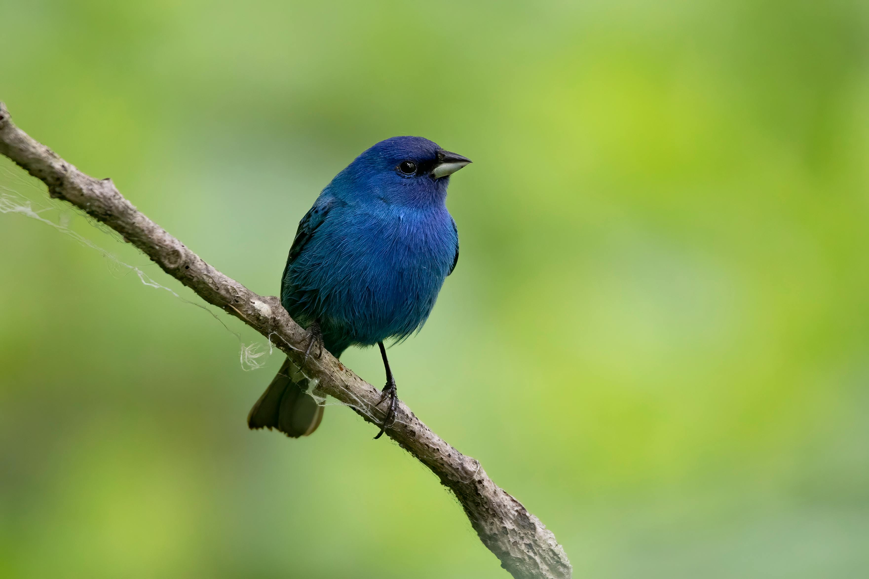 Nature Bluebird Photos, Download The BEST Free Nature Bluebird Stock ...