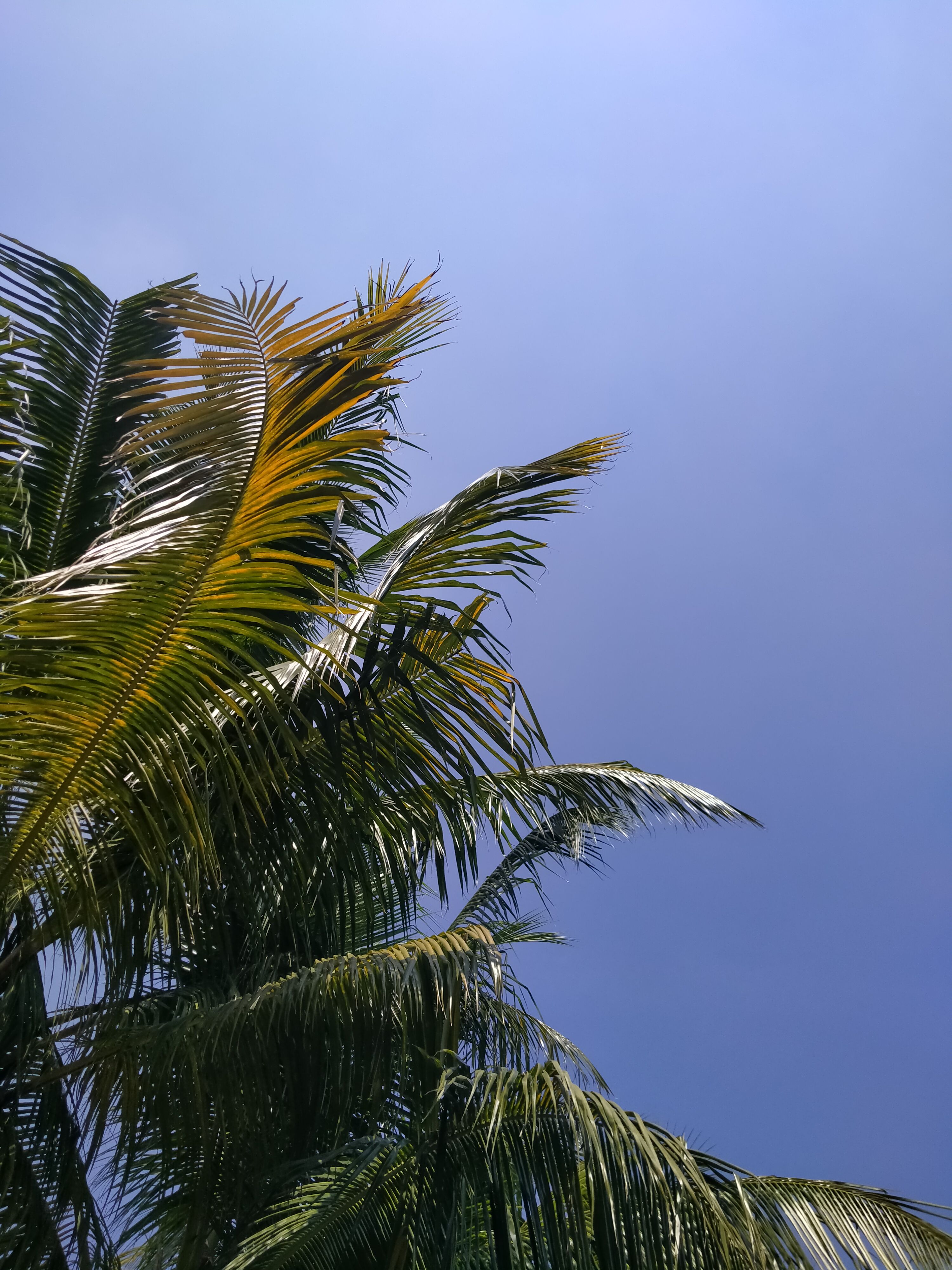 Palm Tree Branches and Blue Sky · Free Stock Photo