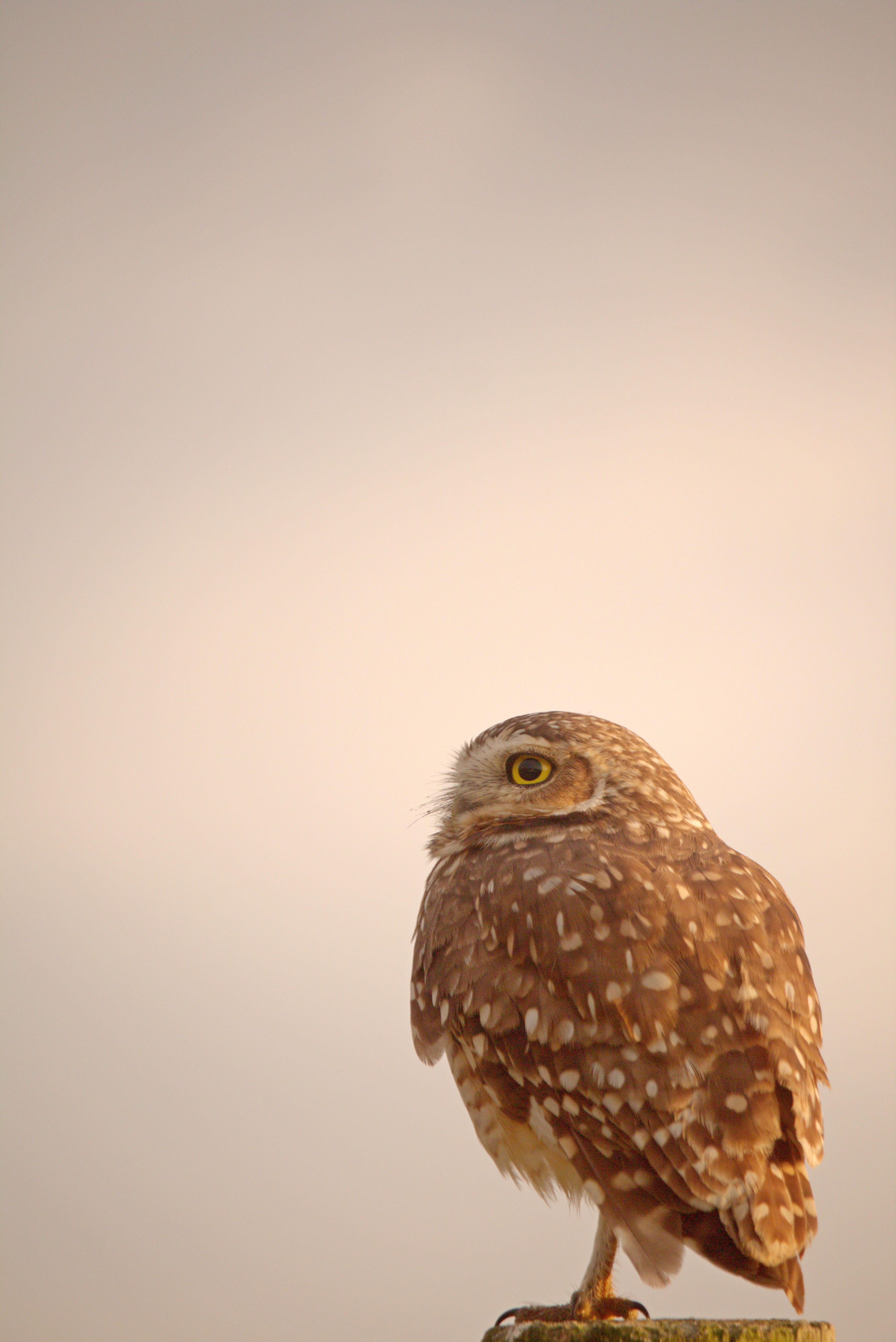 Bird Slo Mo Photos, Download The BEST Free Bird Slo Mo Stock Photos ...