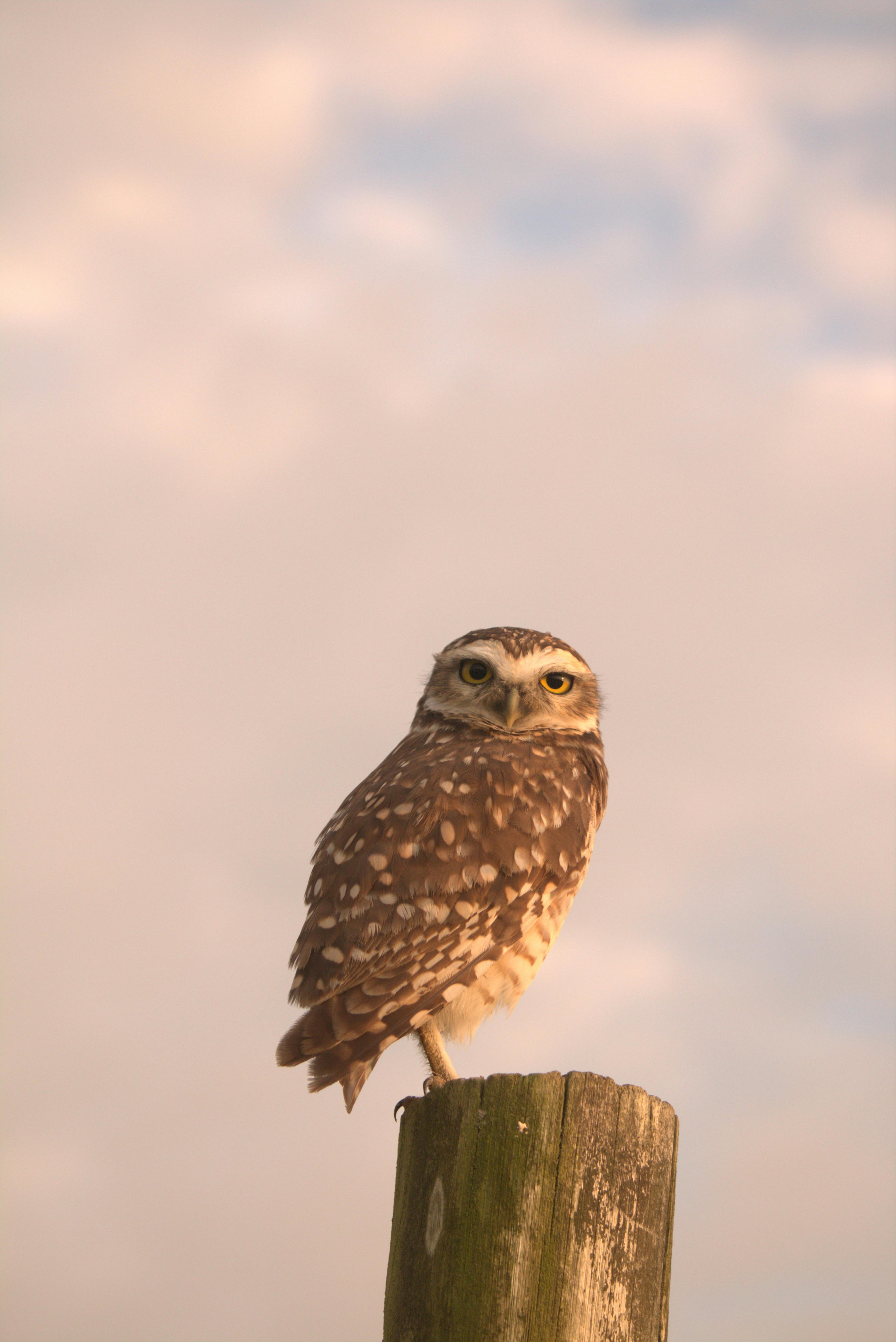 Kostenloses Foto zum Thema: athen cunicularia, biodiversität ...