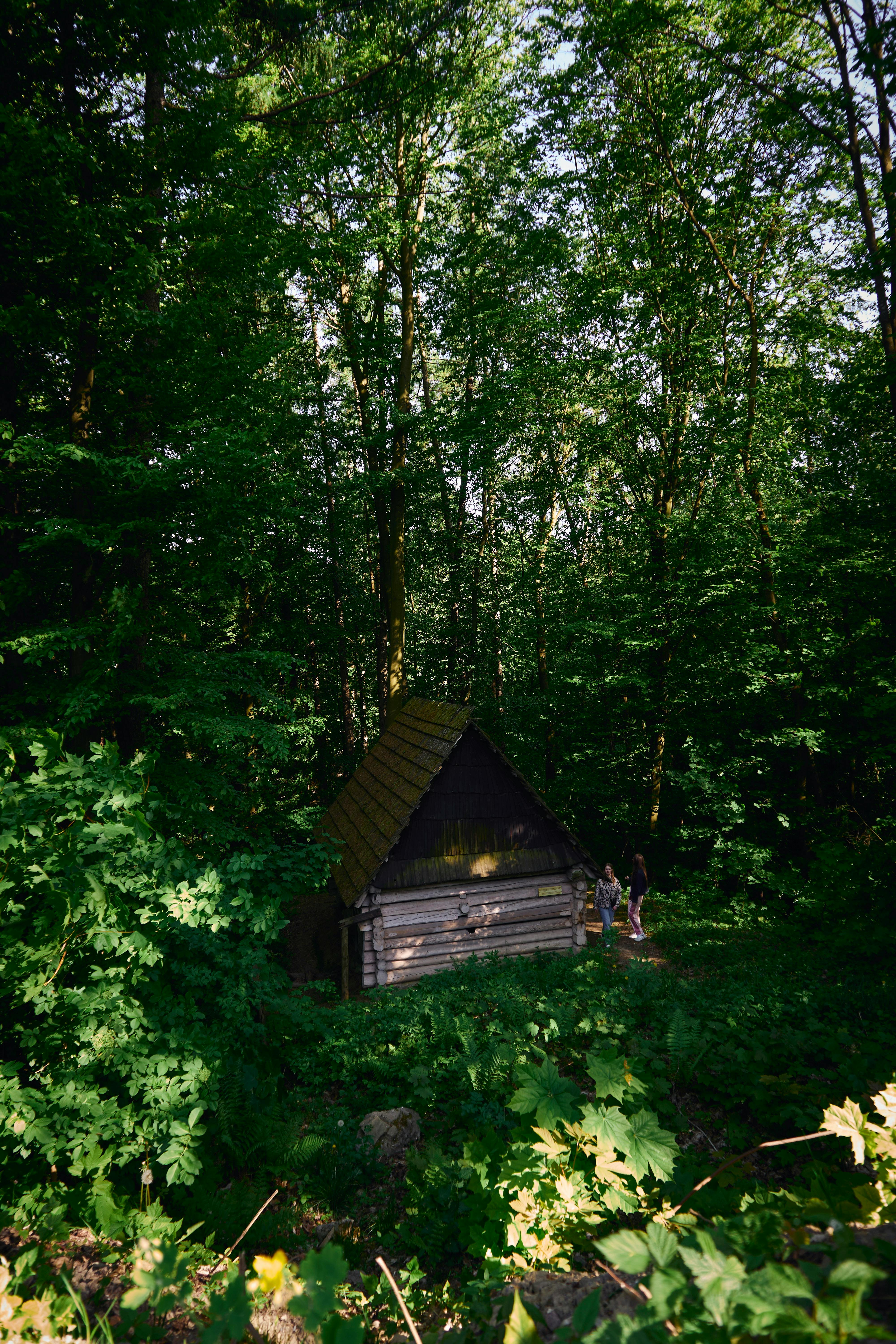 Wooden building in the forest · Free Stock Photo