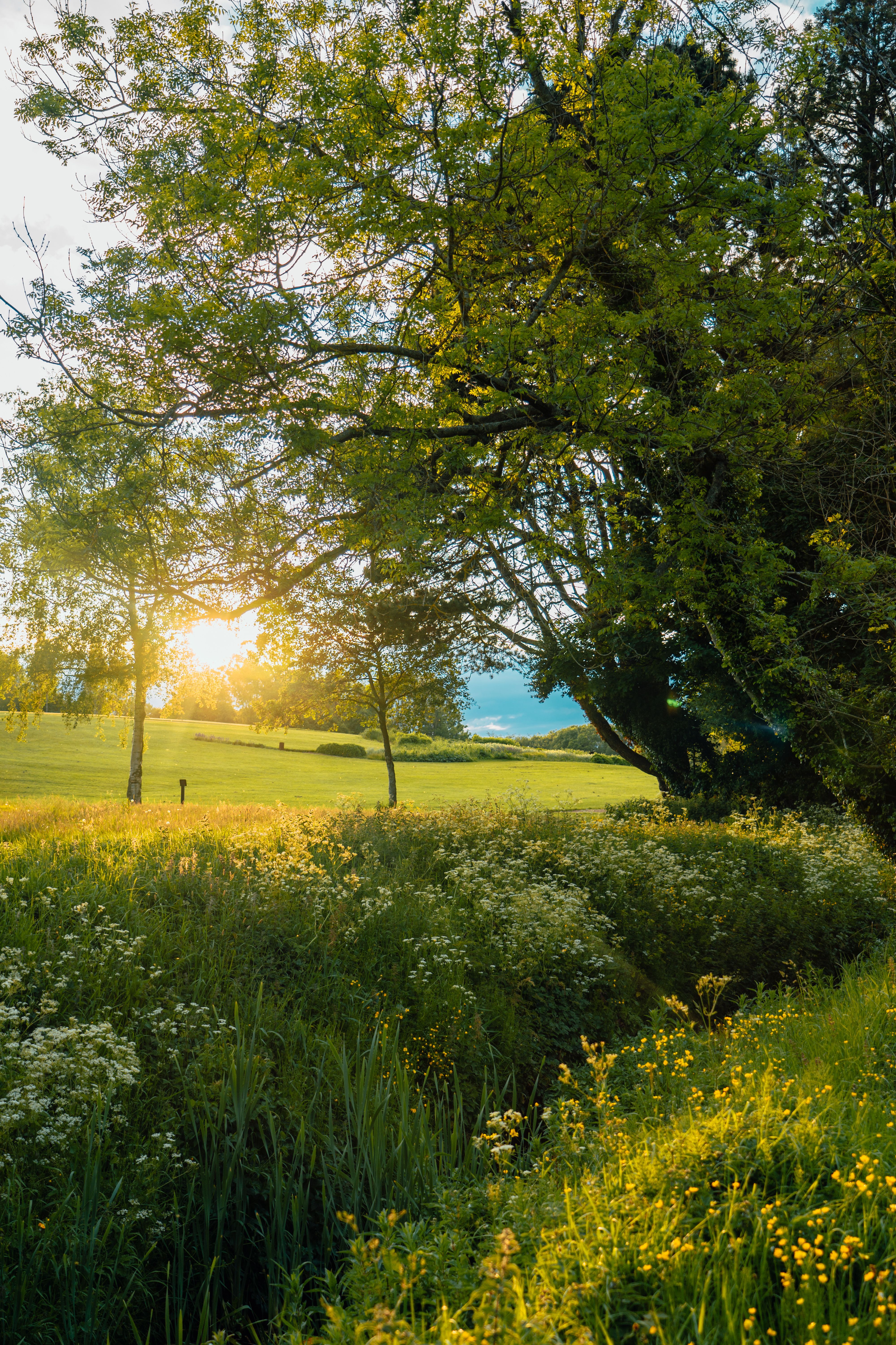 Trees in Countryside · Free Stock Photo
