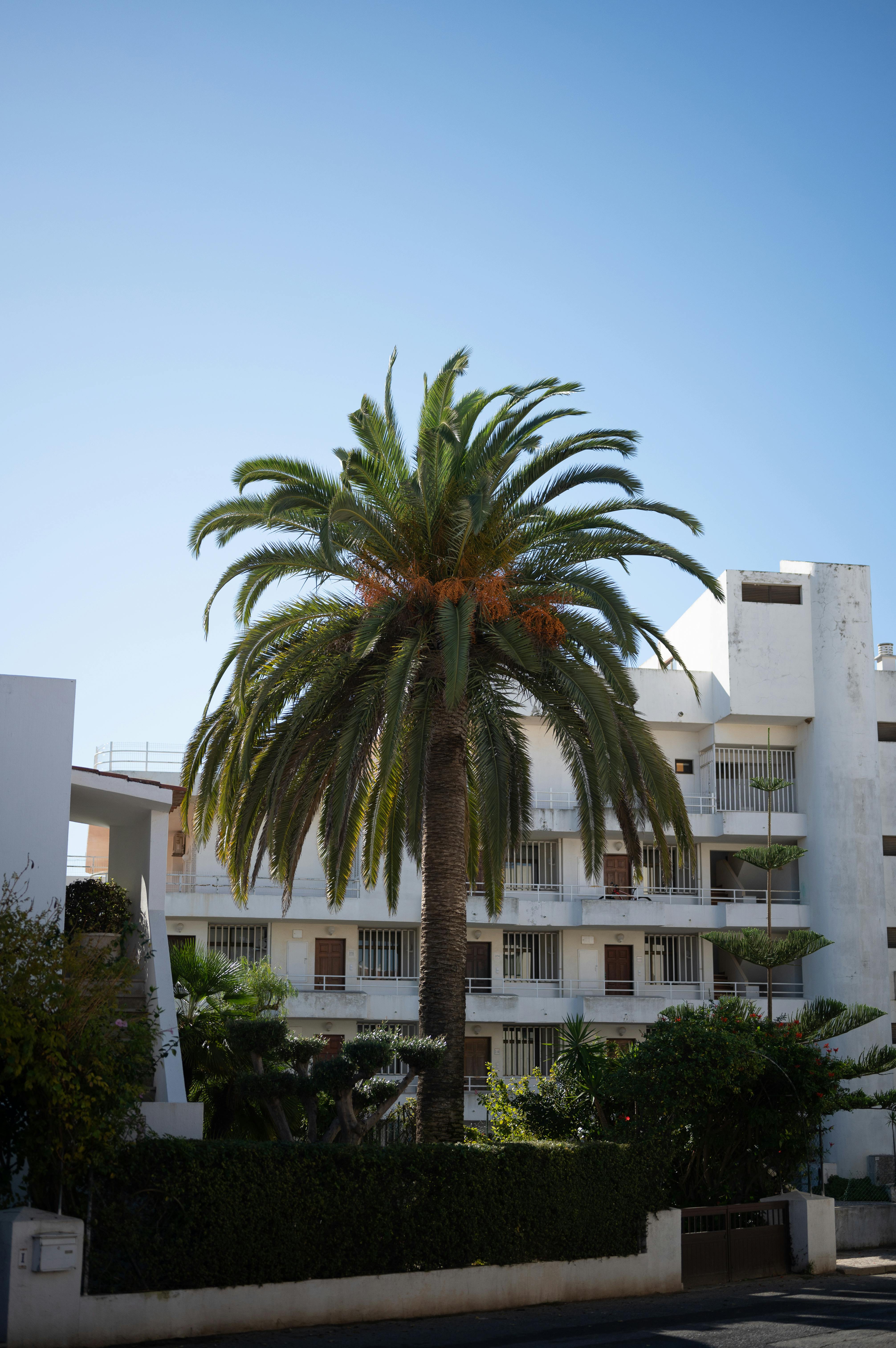 View of a Palm Tree in front of a Modern Building in City · Free Stock ...