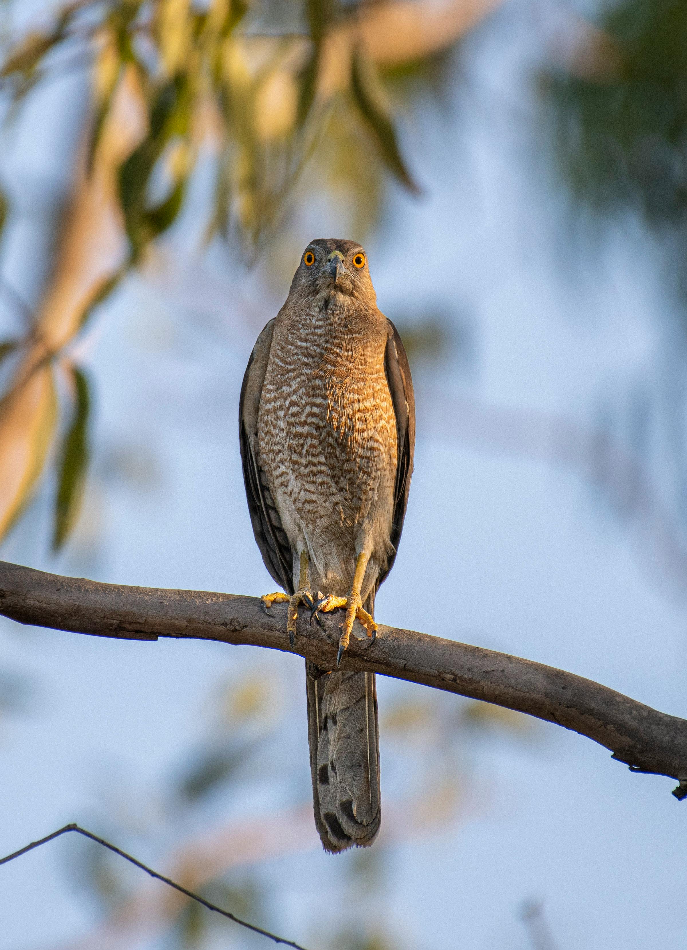 Hawk Perching on Branch · Free Stock Photo