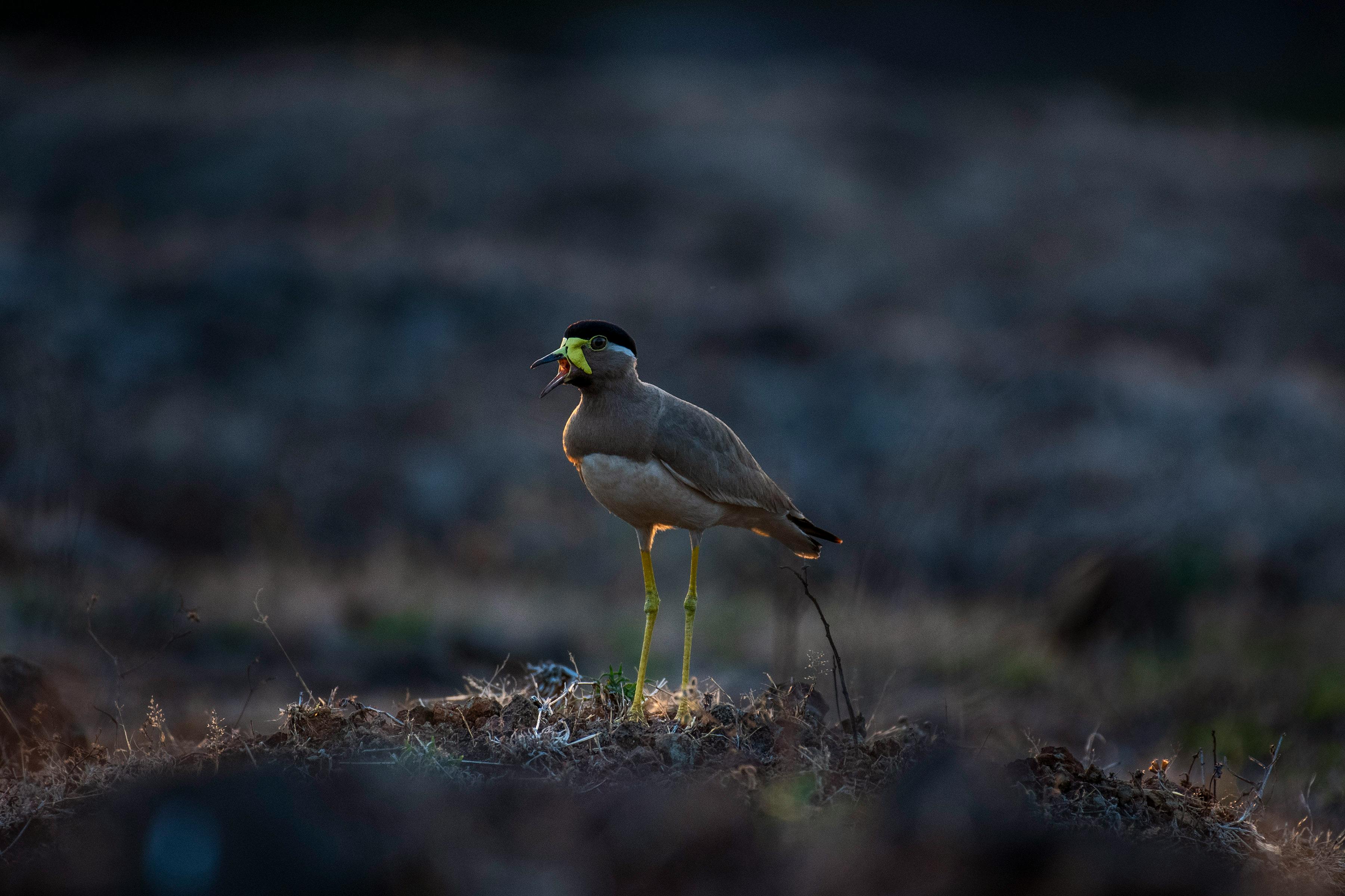 Northern Lapwing on Grass · Free Stock Photo