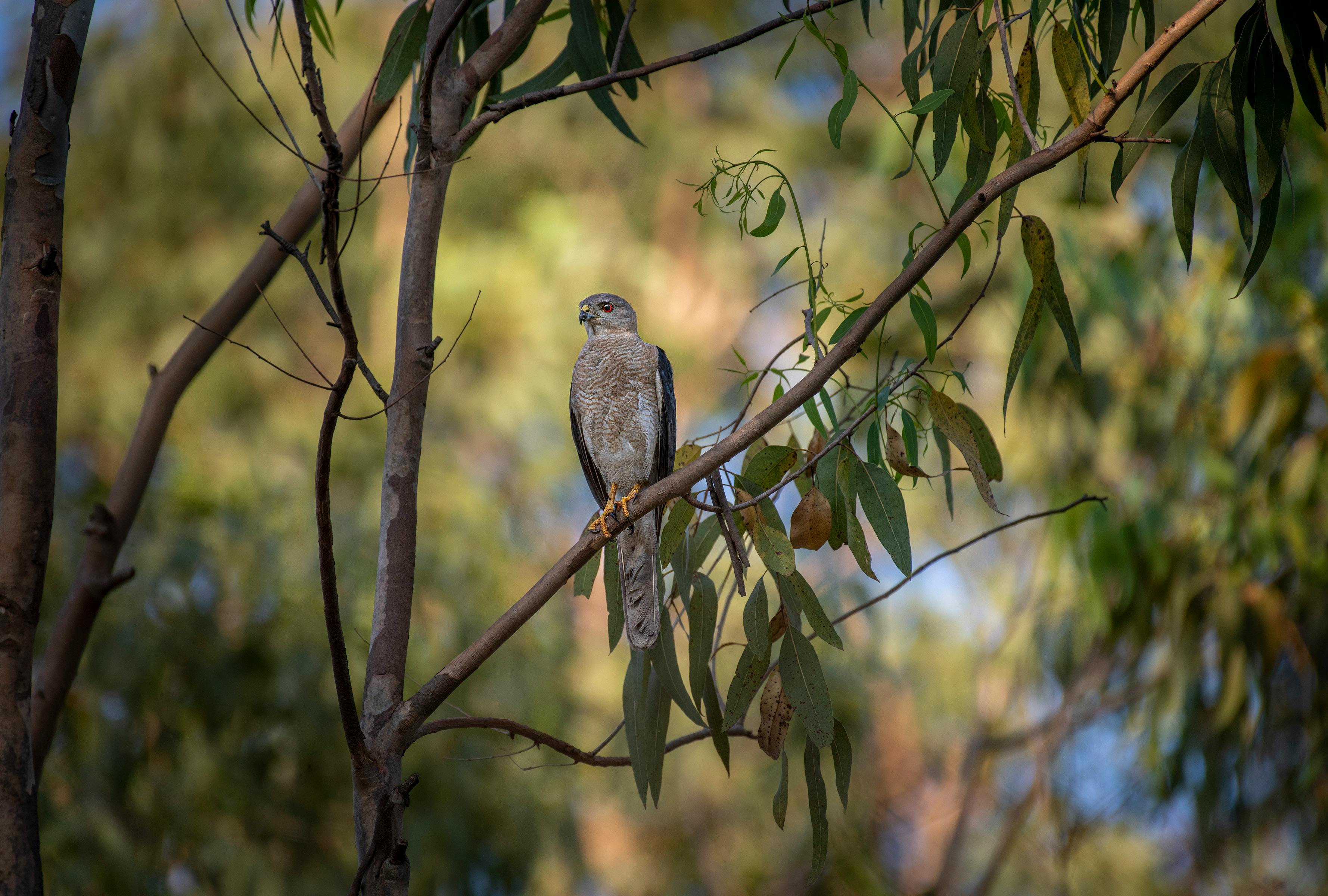 Close up of Shikra · Free Stock Photo