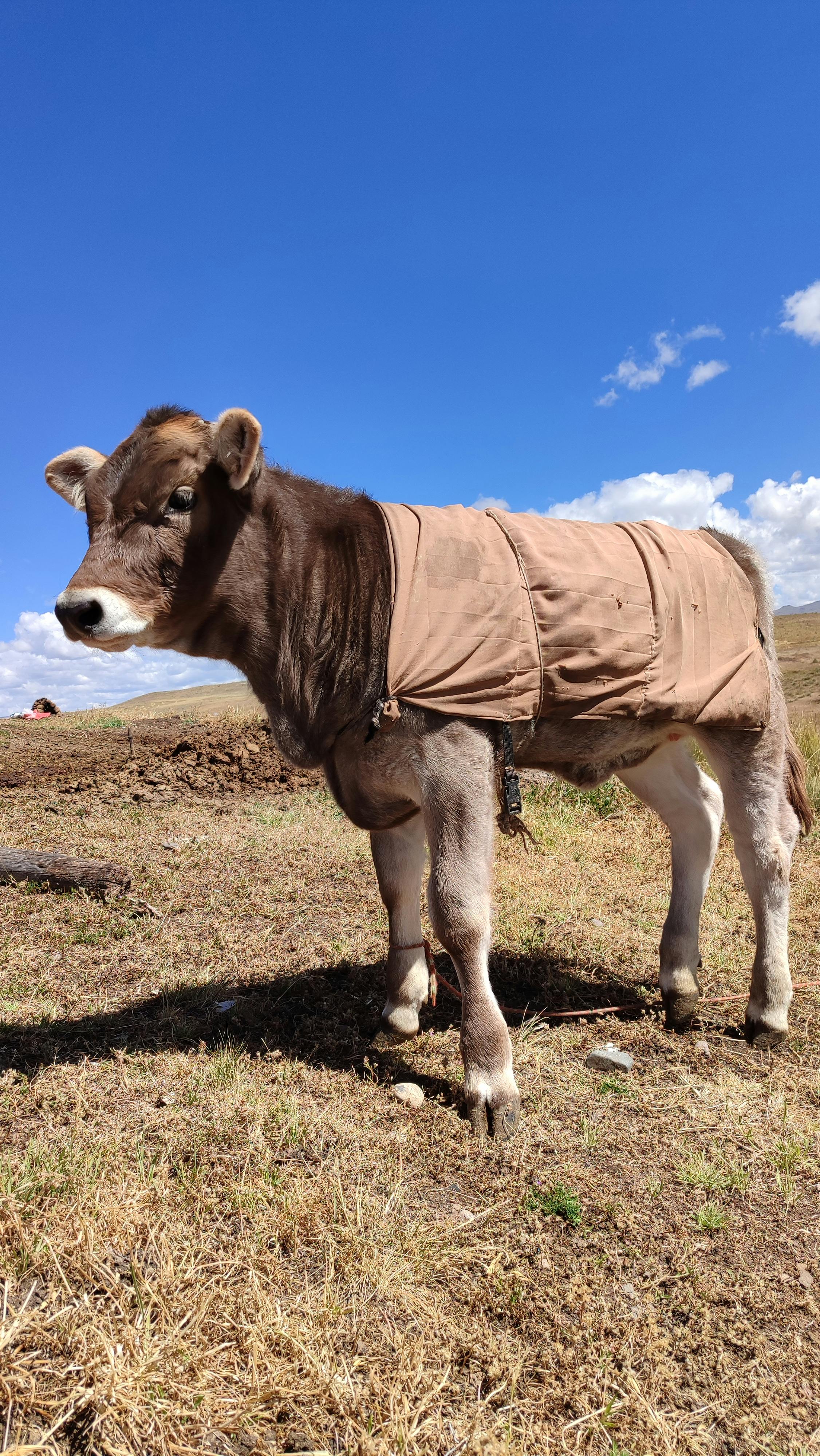 Cow Stepping Photos, Download The BEST Free Cow Stepping Stock Photos ...