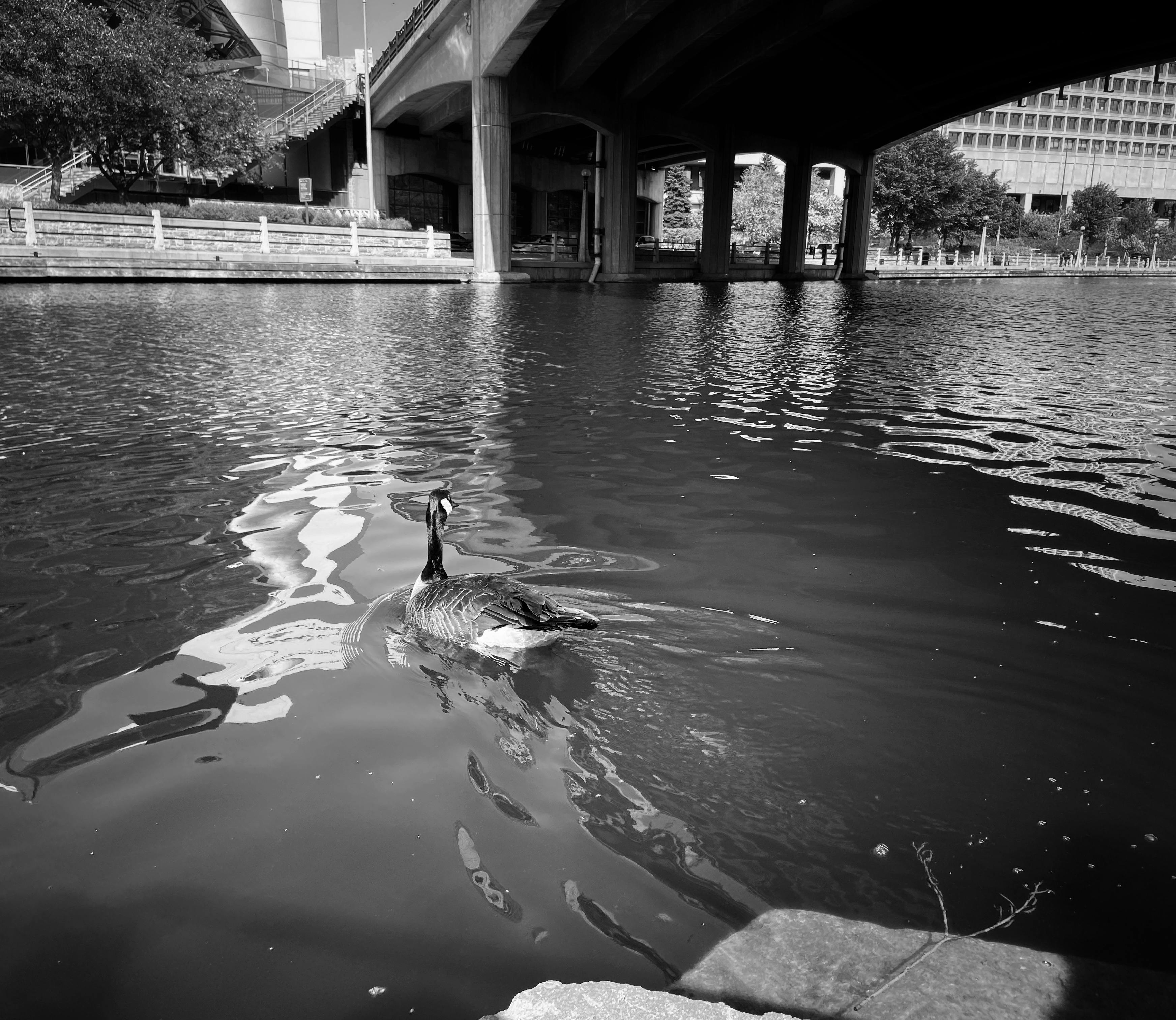 Martin Olaf - 사진