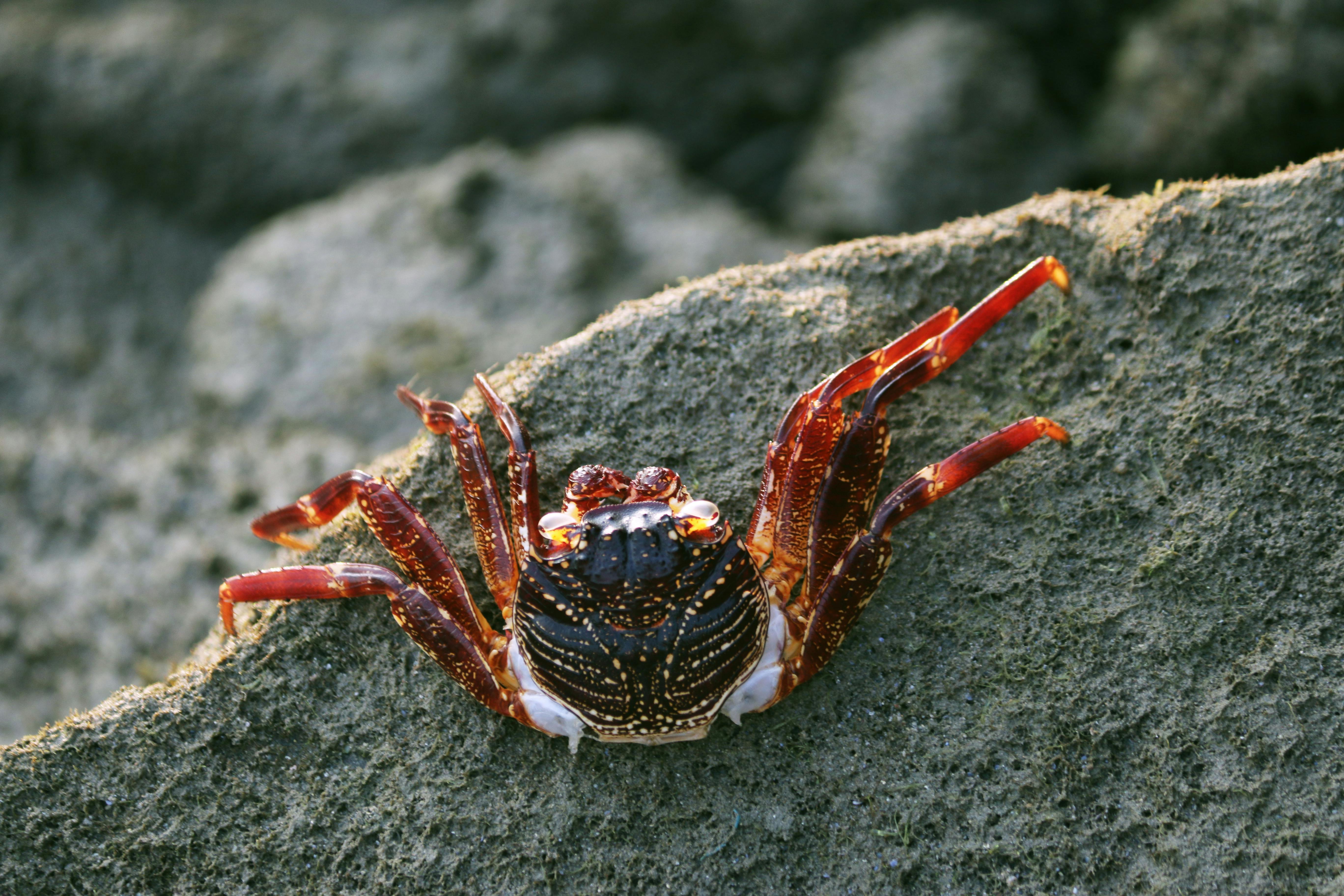 Shore Crab Photos, Download The BEST Free Shore Crab Stock Photos & HD ...