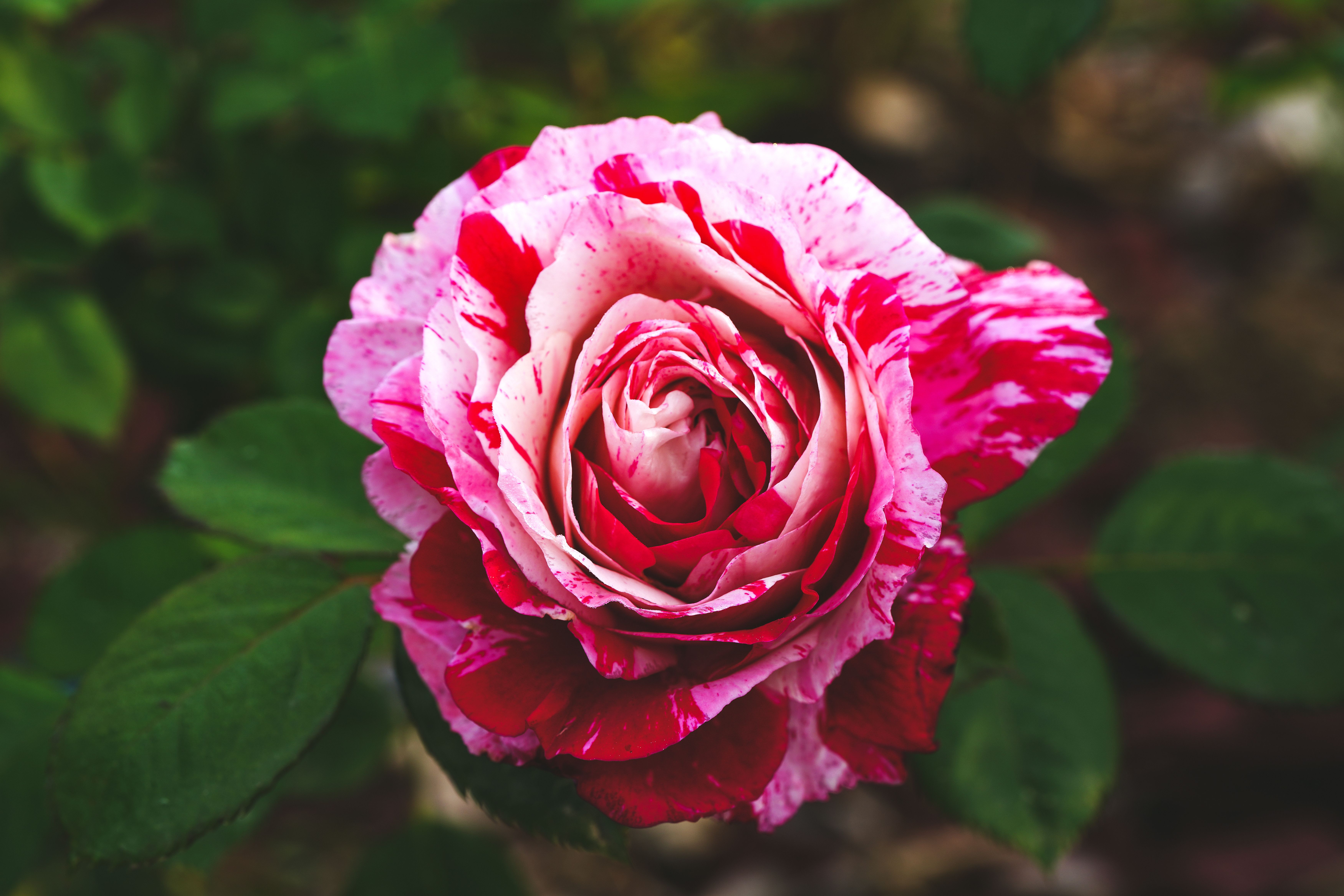 Close-Up Photography of Red Rose Flower With Water Drops · Free Stock Photo