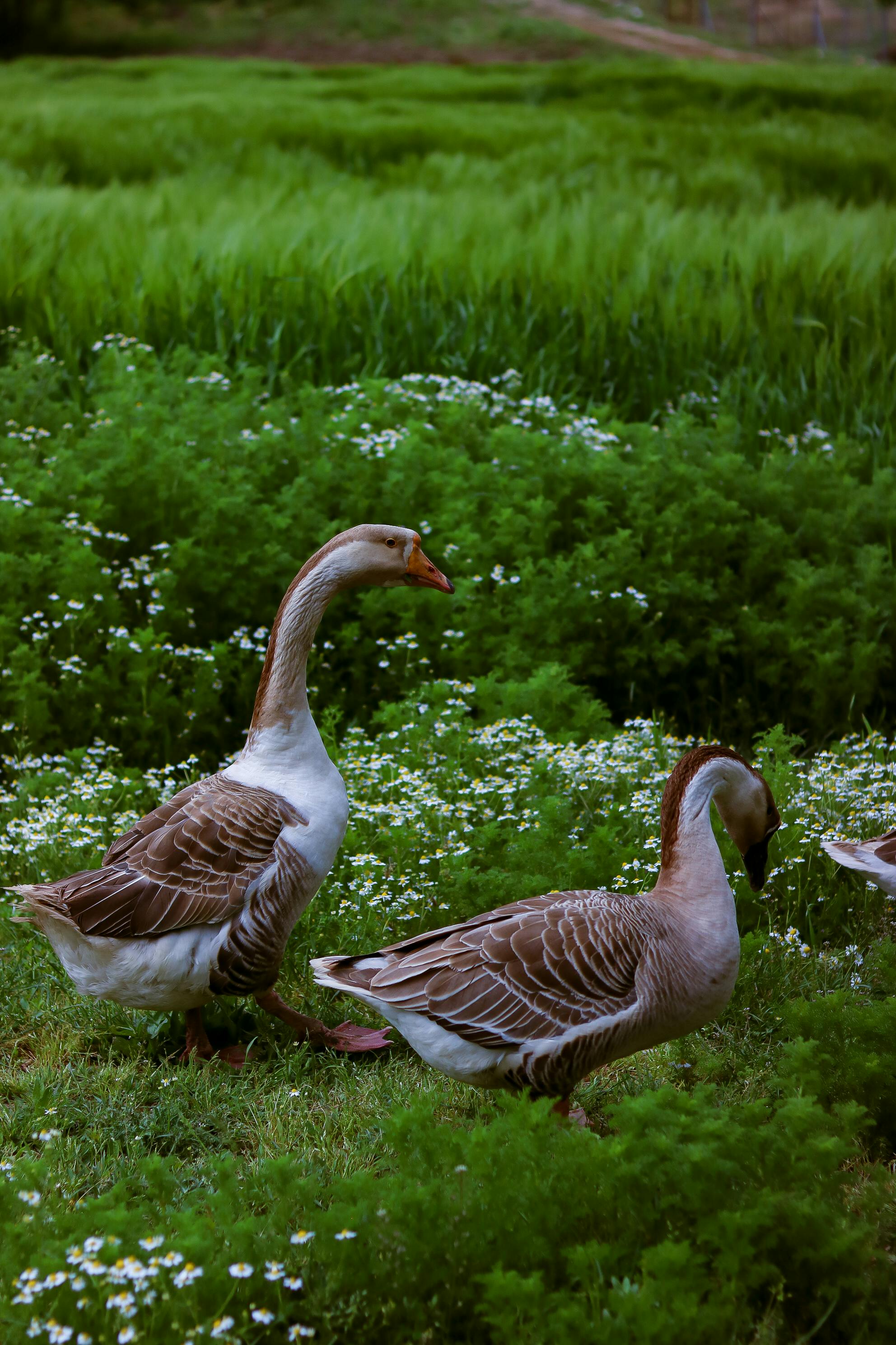 Stork Walking on Lawn in Countryside · Free Stock Photo