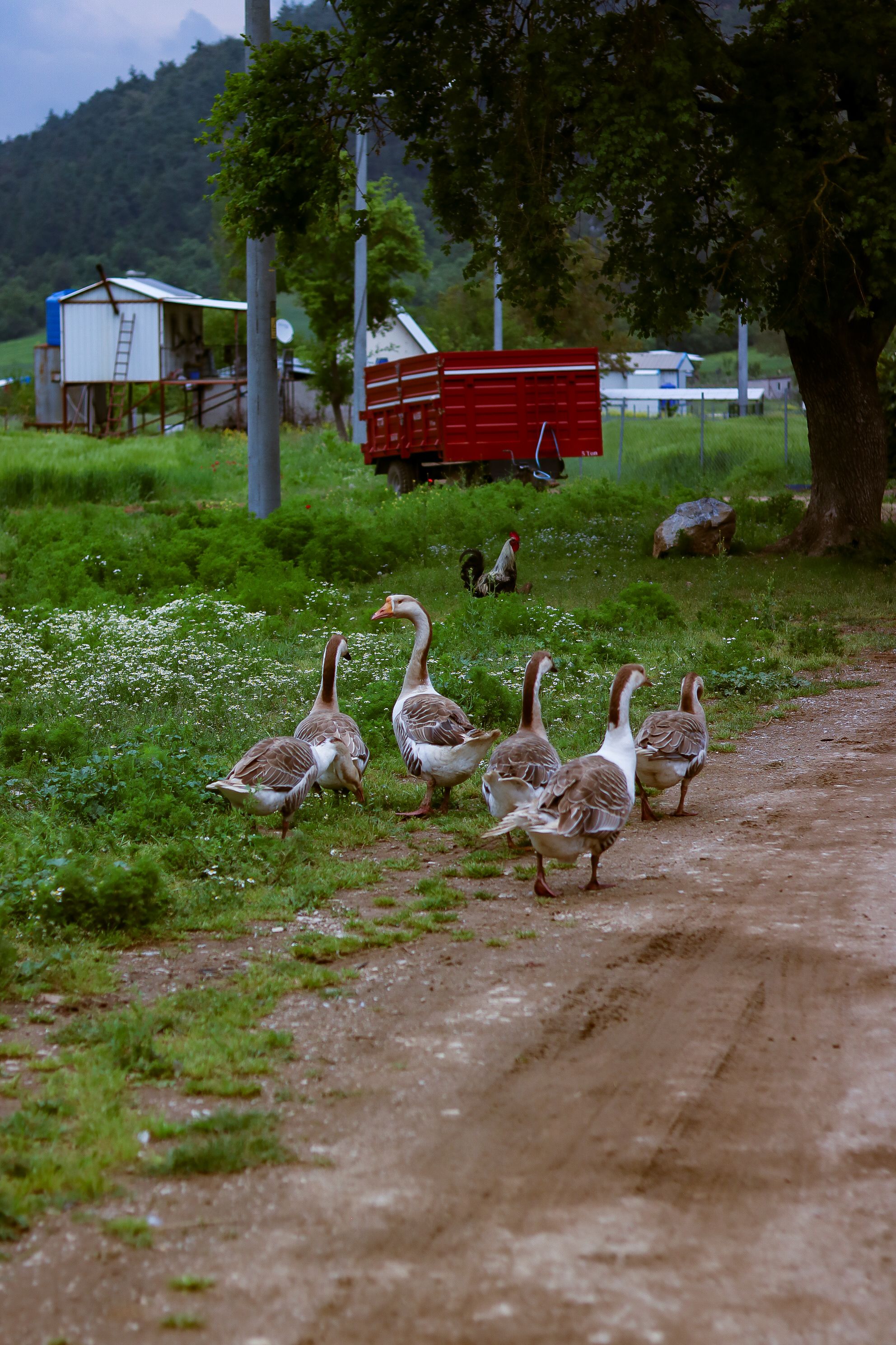 Geese Walking on Road in Countryside · Free Stock Photo