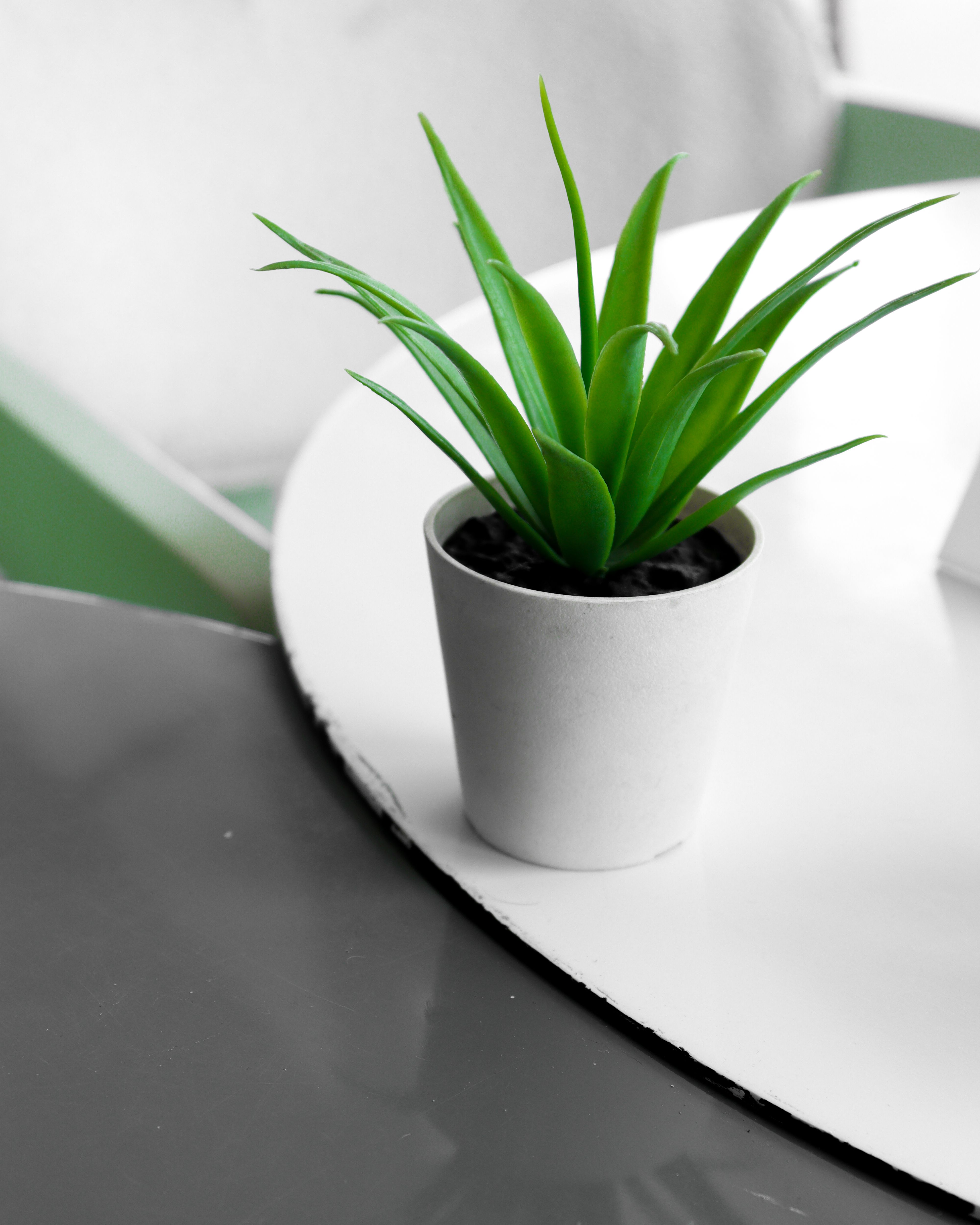 Plants on Table Top · Free Stock Photo