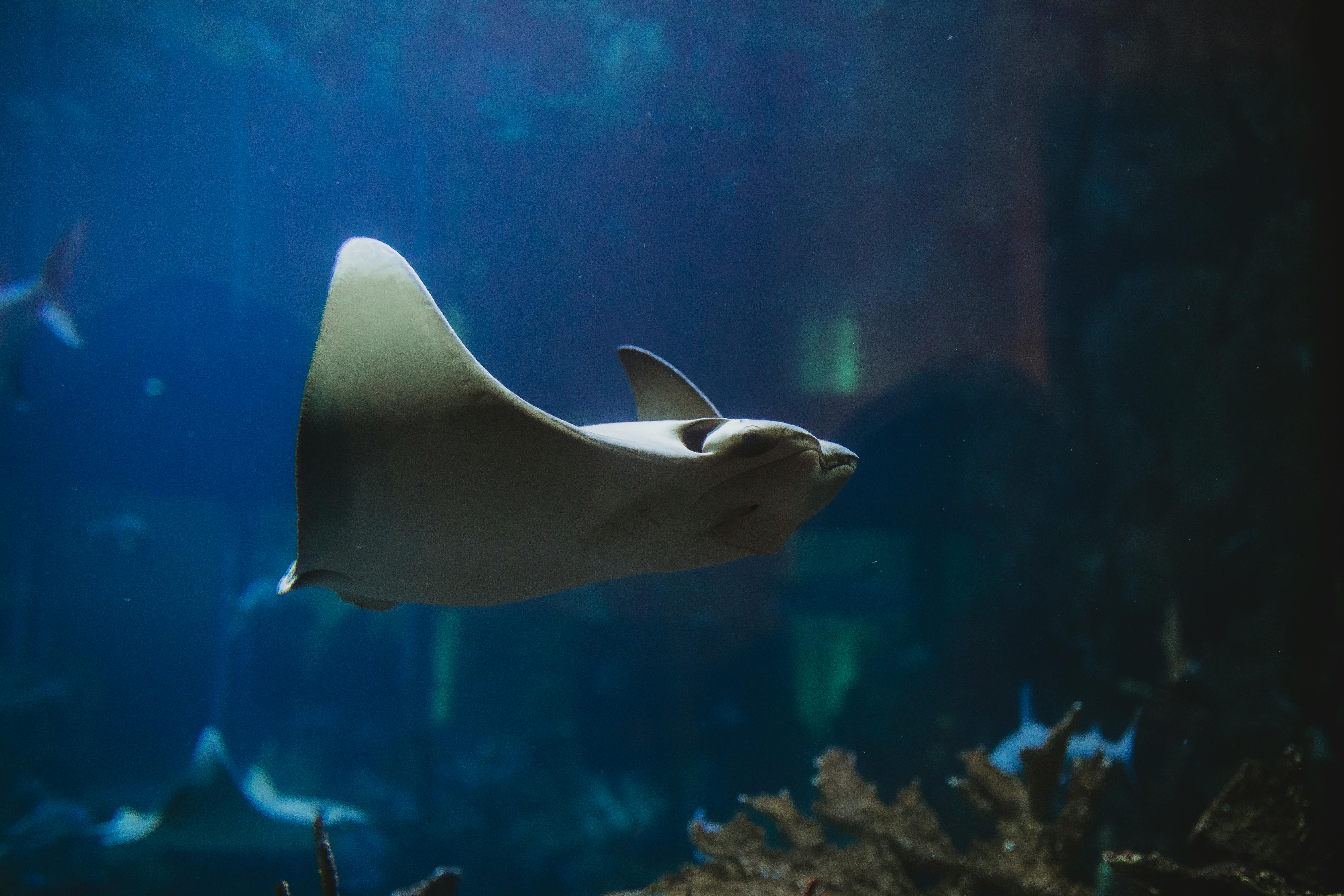 Danielle Rangel - 写真