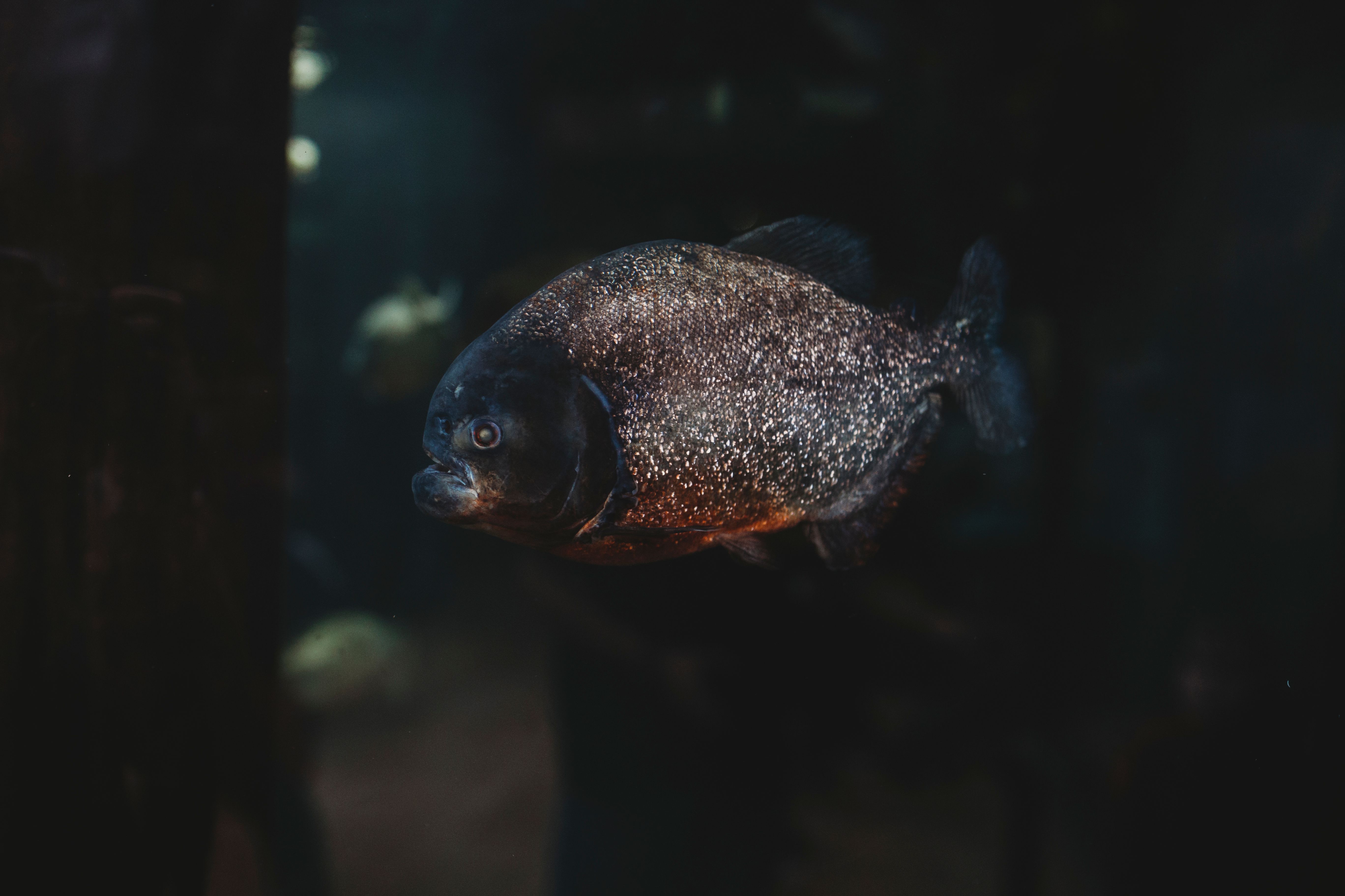 Danielle Rangel - 写真