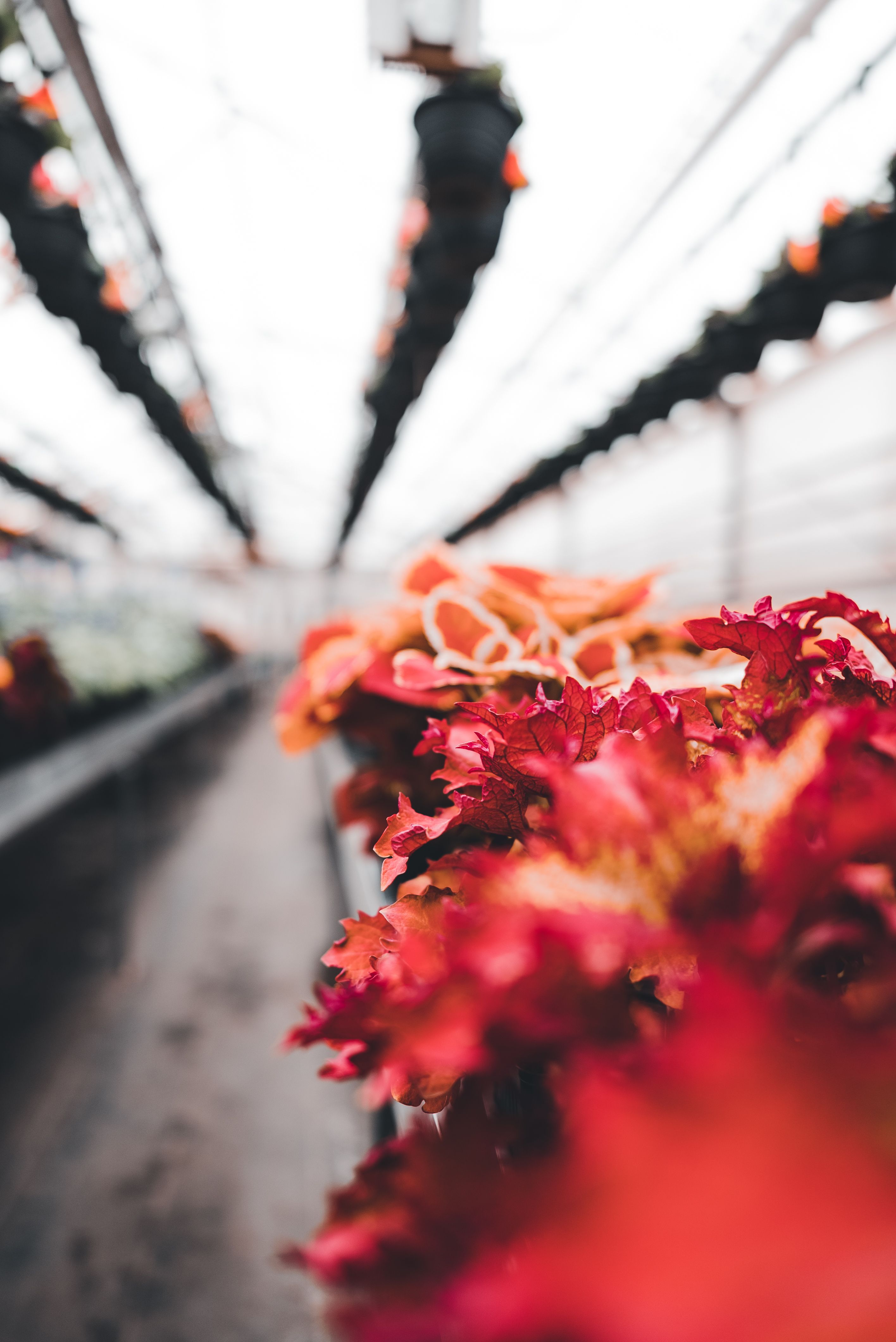 Selective Focus Shot of Red Flower Bed Rows in a Glasshouse · Free ...
