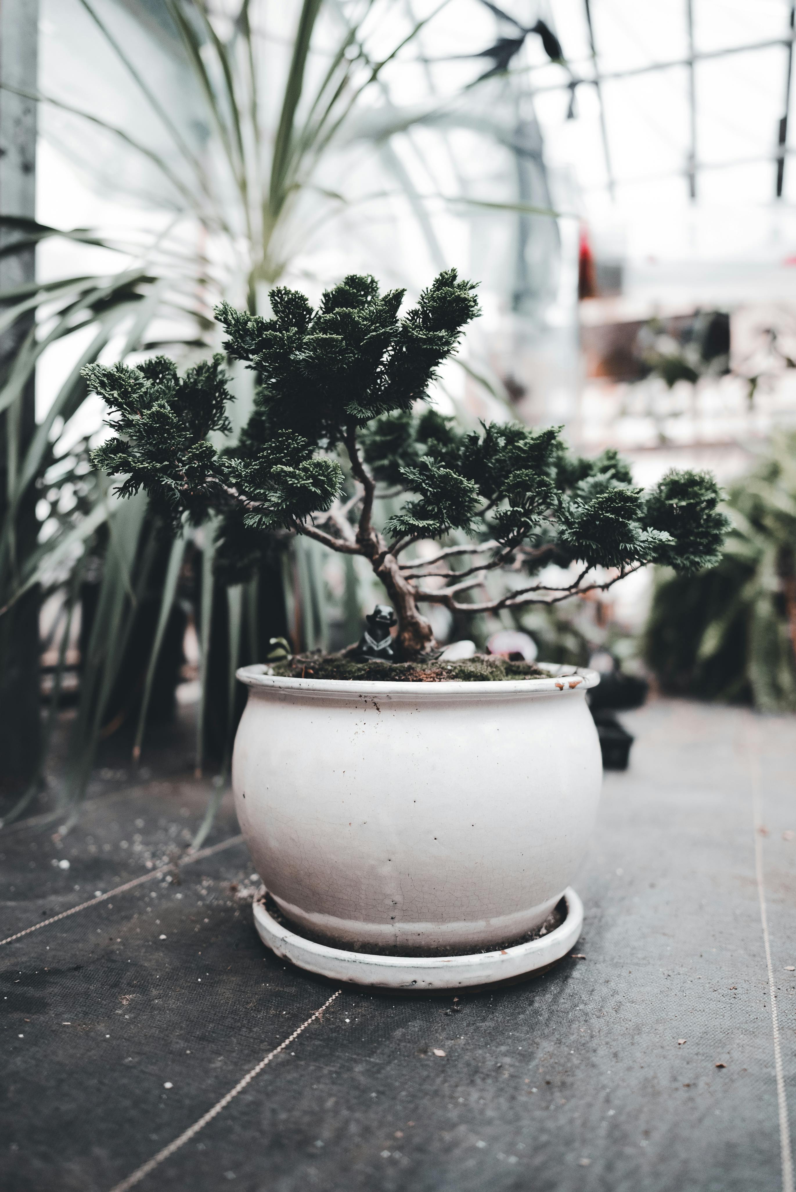 Bonasi Tree Photos, Download The BEST Free Bonasi Tree Stock Photos ...