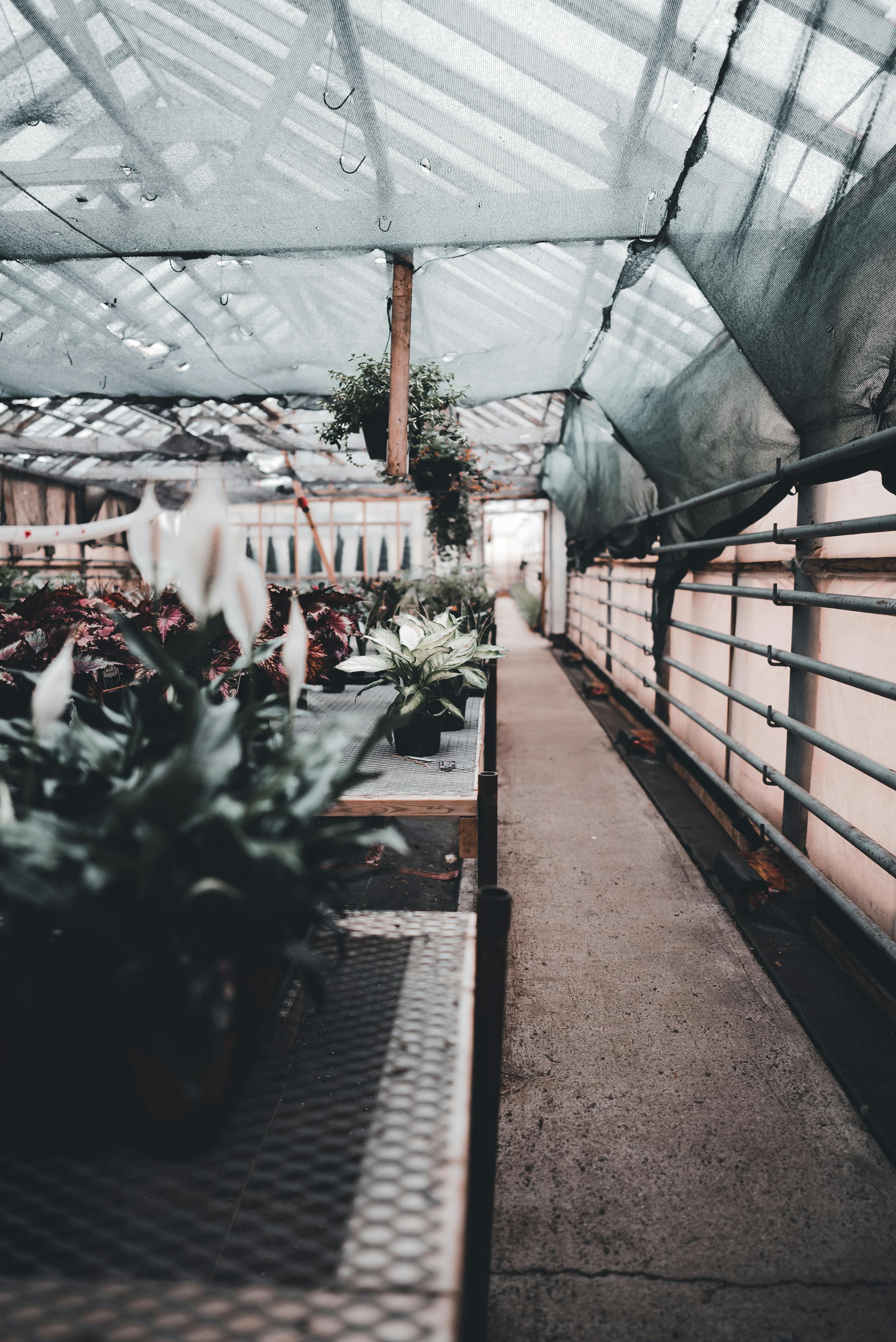 Plant in Pot in Front of Greenhouse · Free Stock Photo