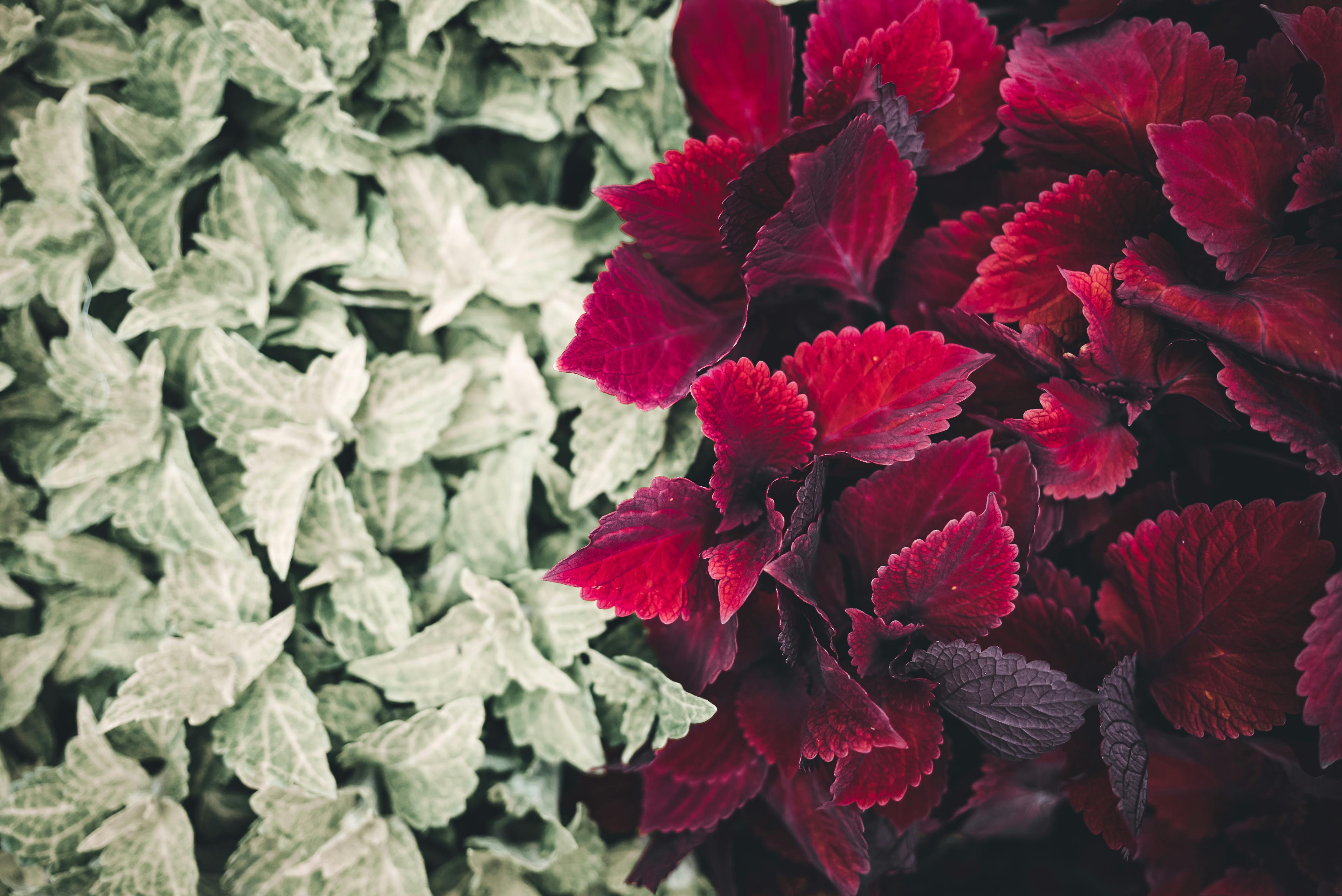 Top View Photo of Red Coleus Plant · Free Stock Photo