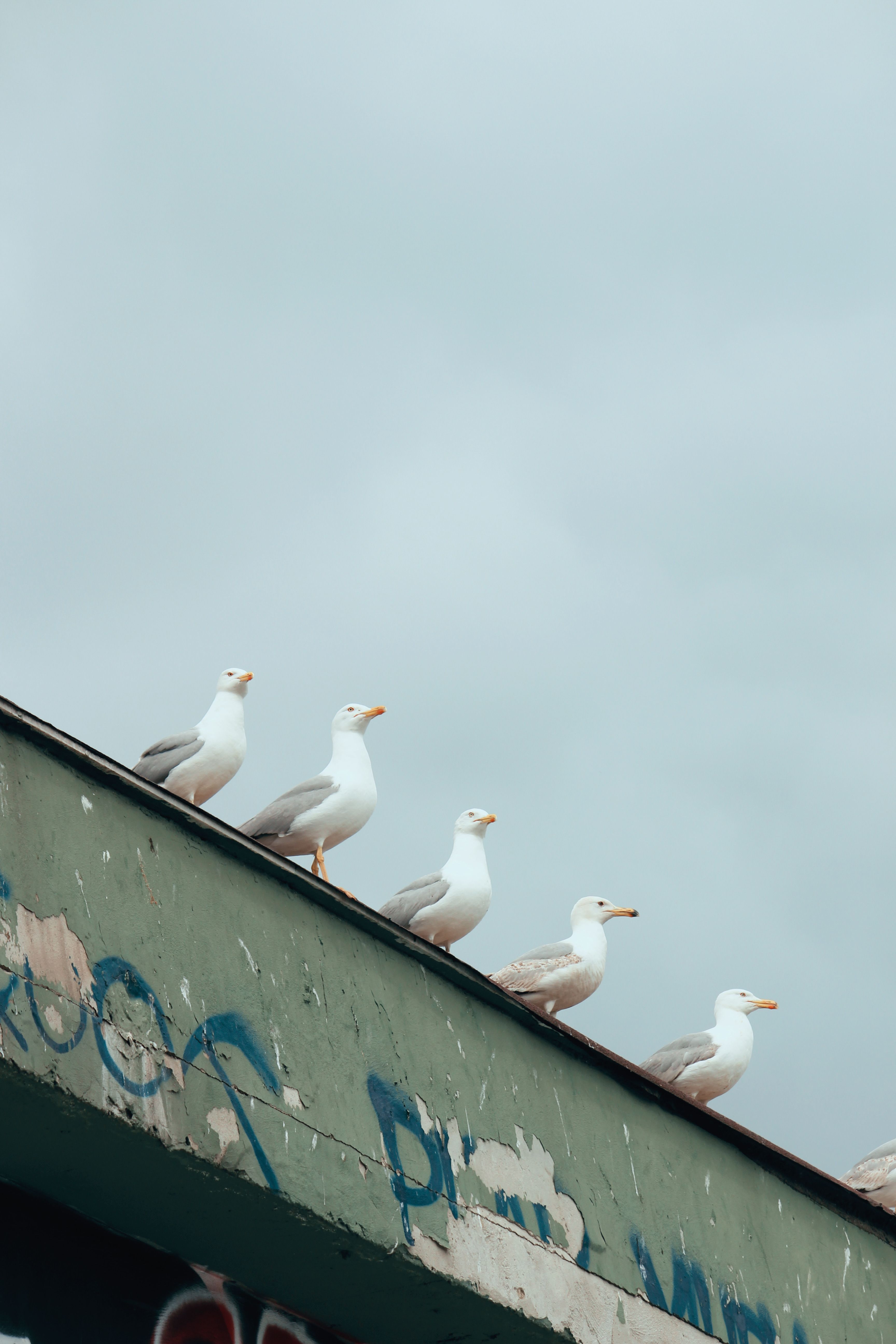 Row Of Seagulls Photos, Download The BEST Free Row Of Seagulls Stock ...