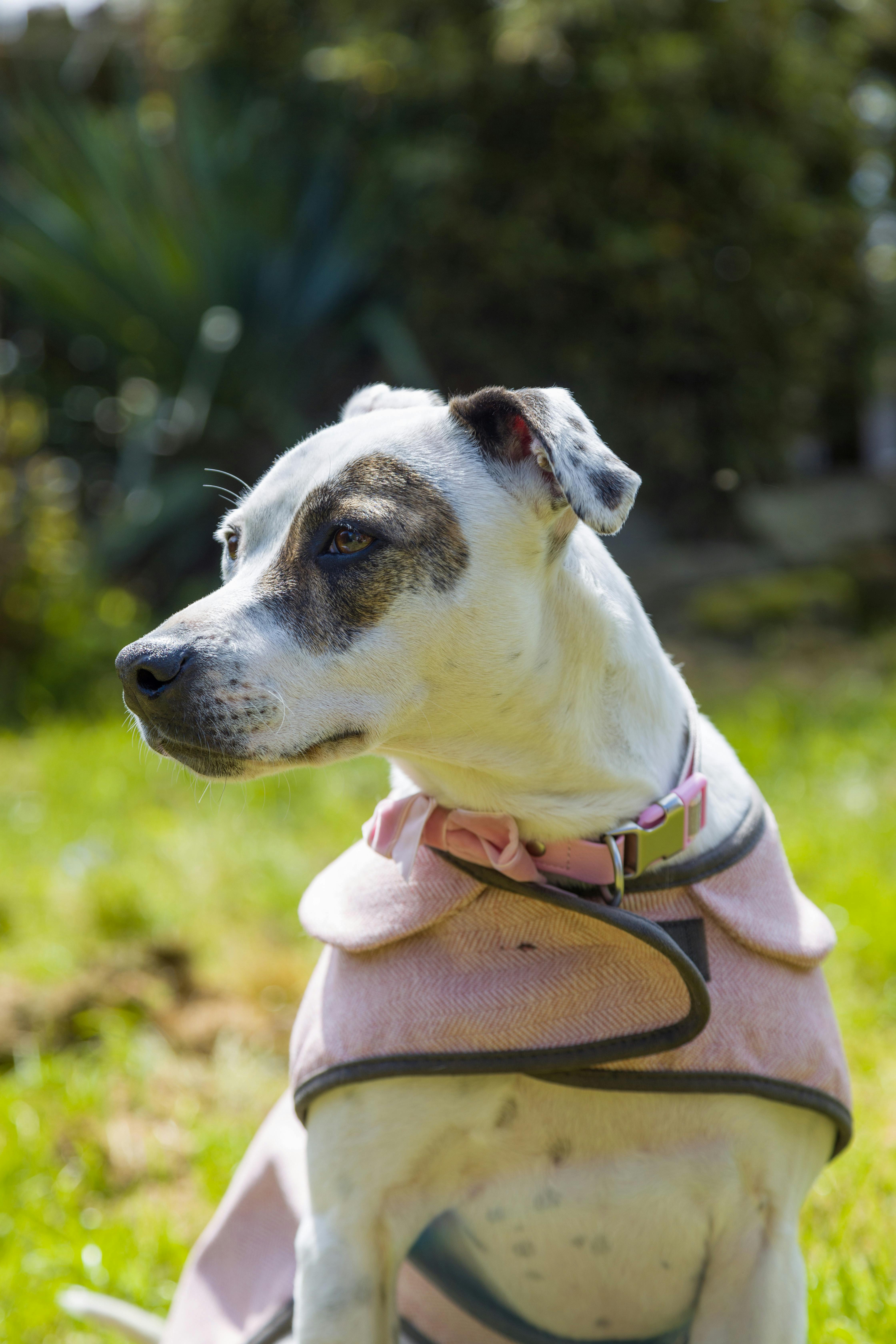 Dog Sitting Photos, Download The BEST Free Dog Sitting Stock Photos ...