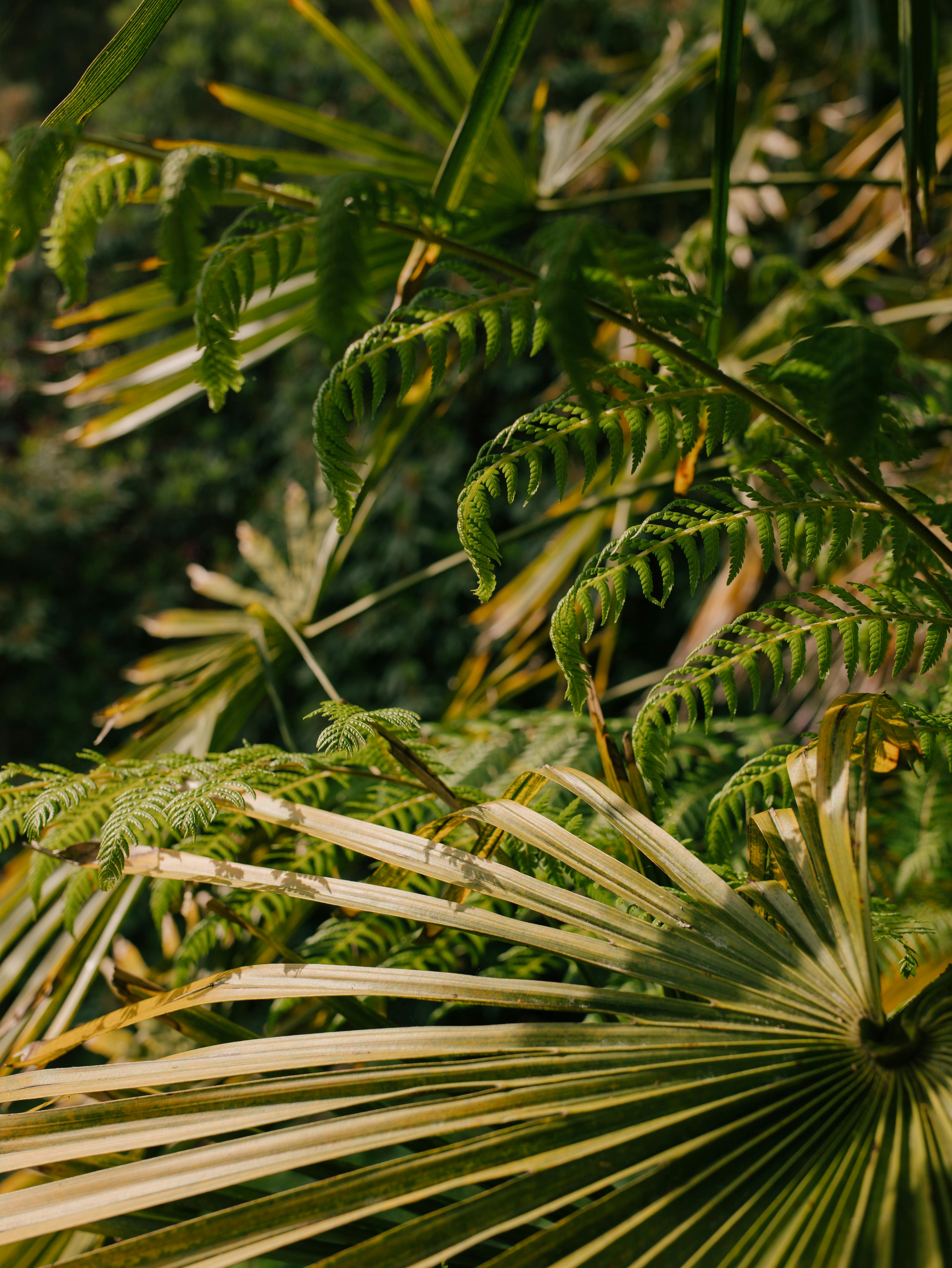 Foto de stock gratuita sobre al aire libre, belleza natural, bioma ...