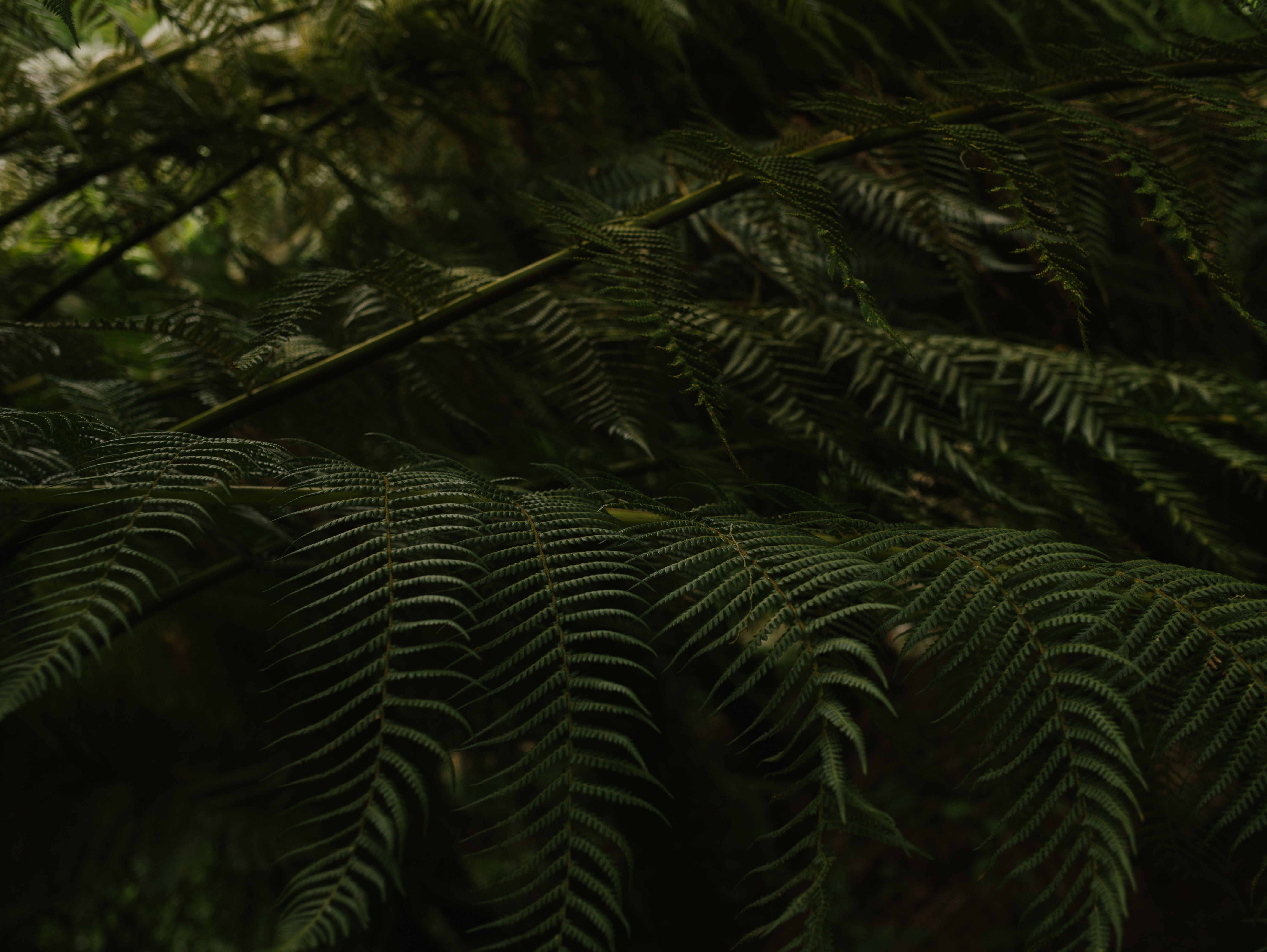 Dense Fern Branches · Free Stock Photo