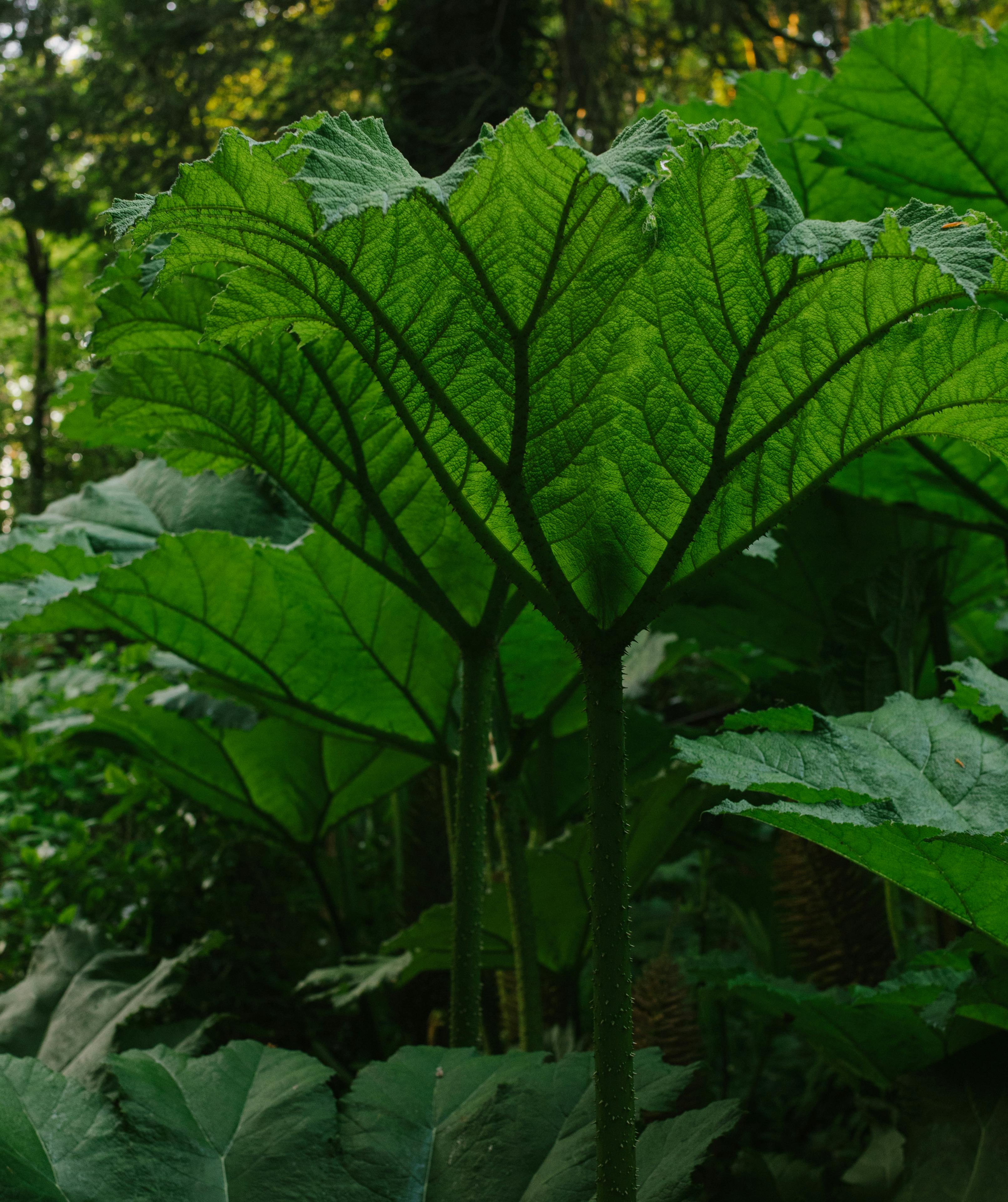 Gunnera Plant in a Forest · Free Stock Photo