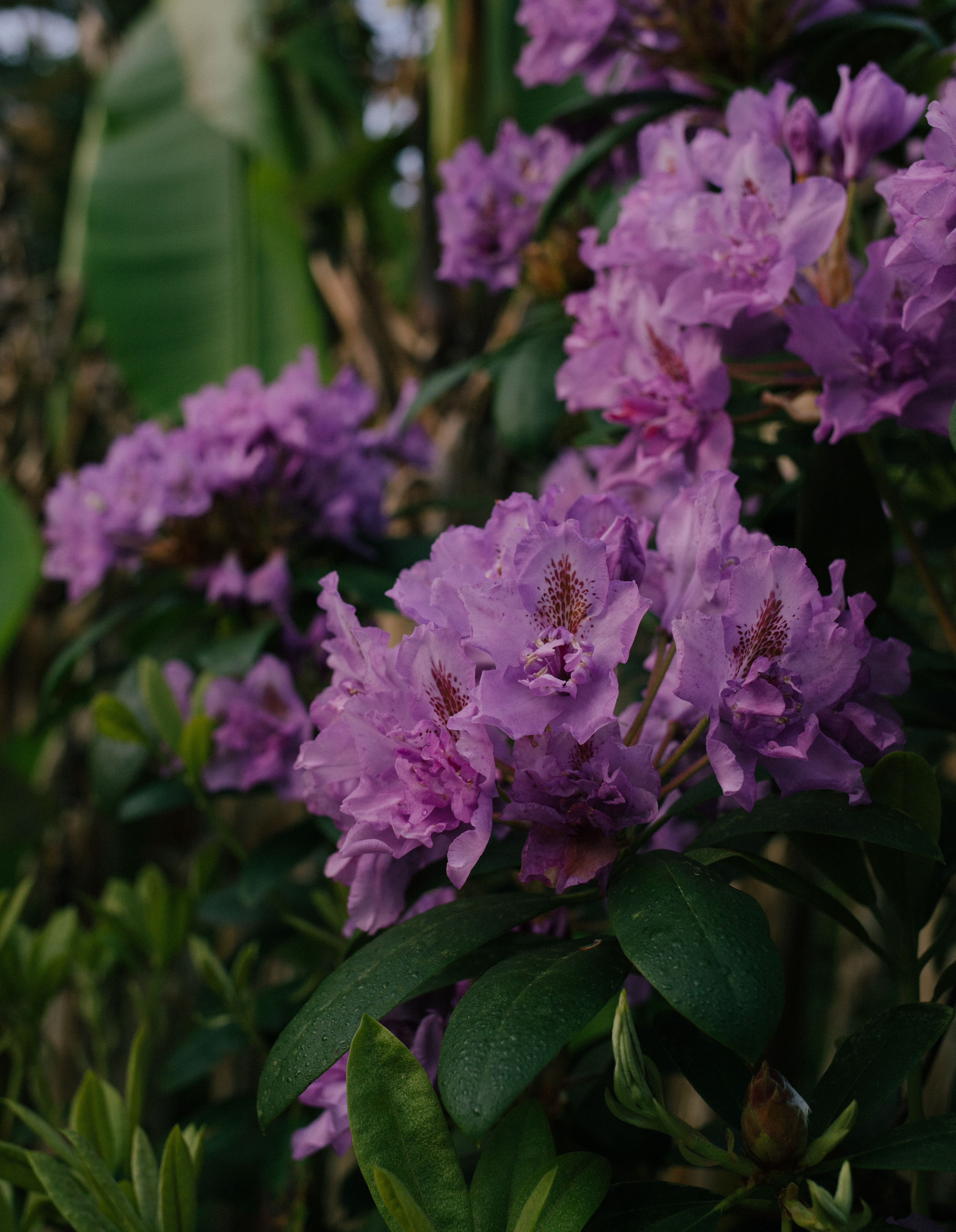 Close up of Rhododendron Flowers · Free Stock Photo