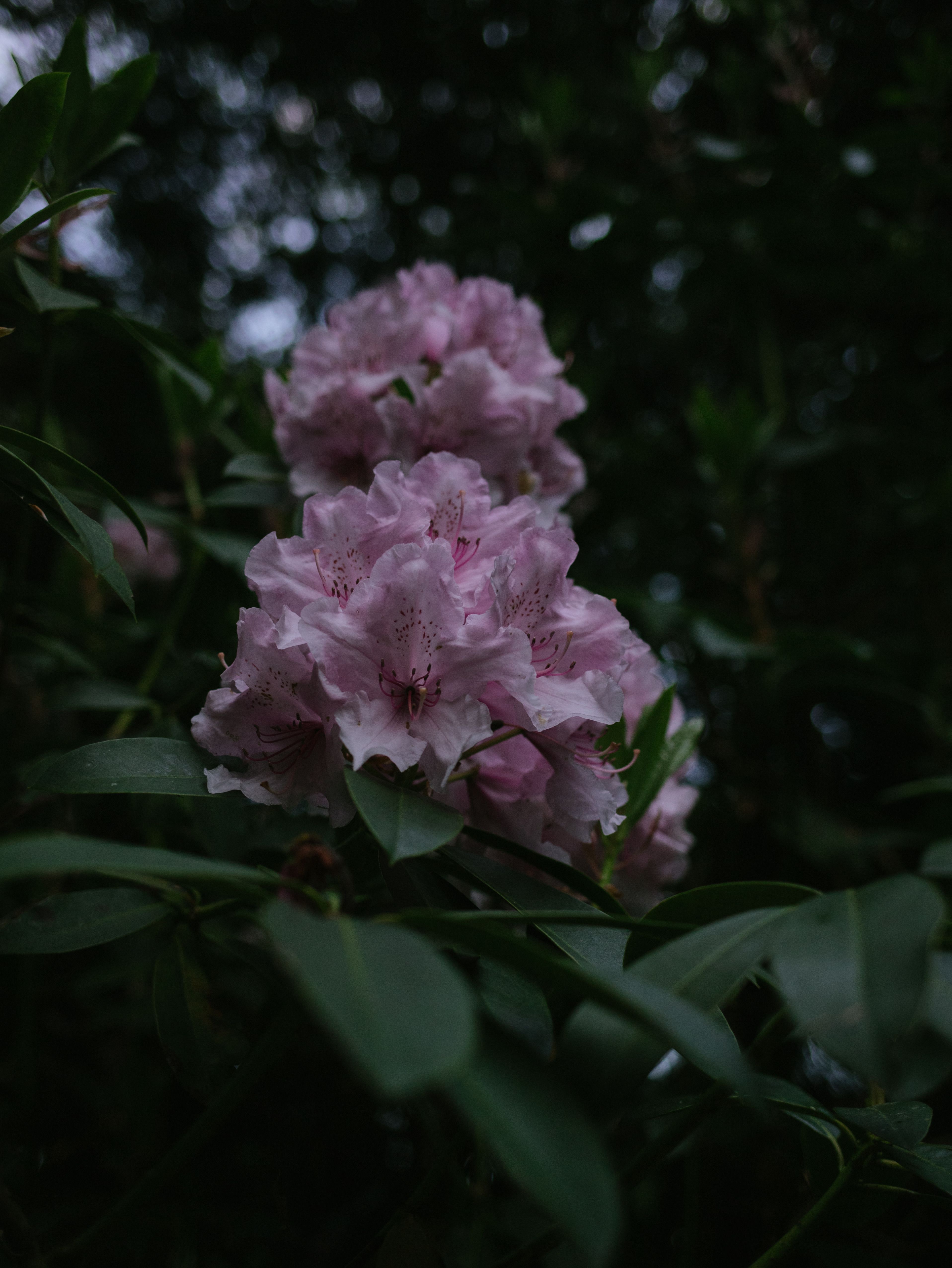 Blooming Pink Azaleas · Free Stock Photo