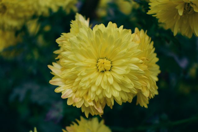 Yellow Mum Plant: Easy Care, Benefits, and Growing Tips