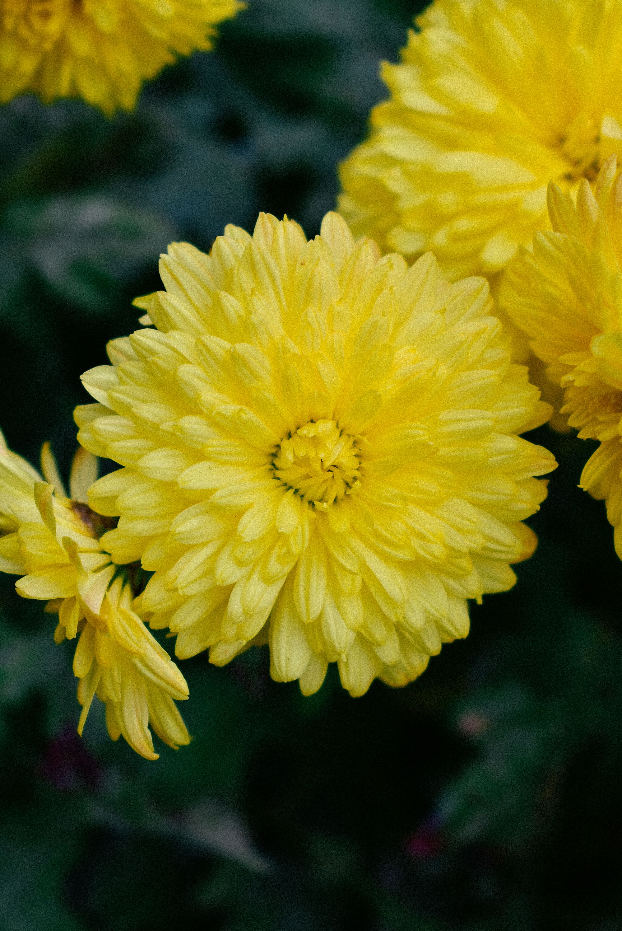 Blooming Hardy Garden Mum · Free Stock Photo