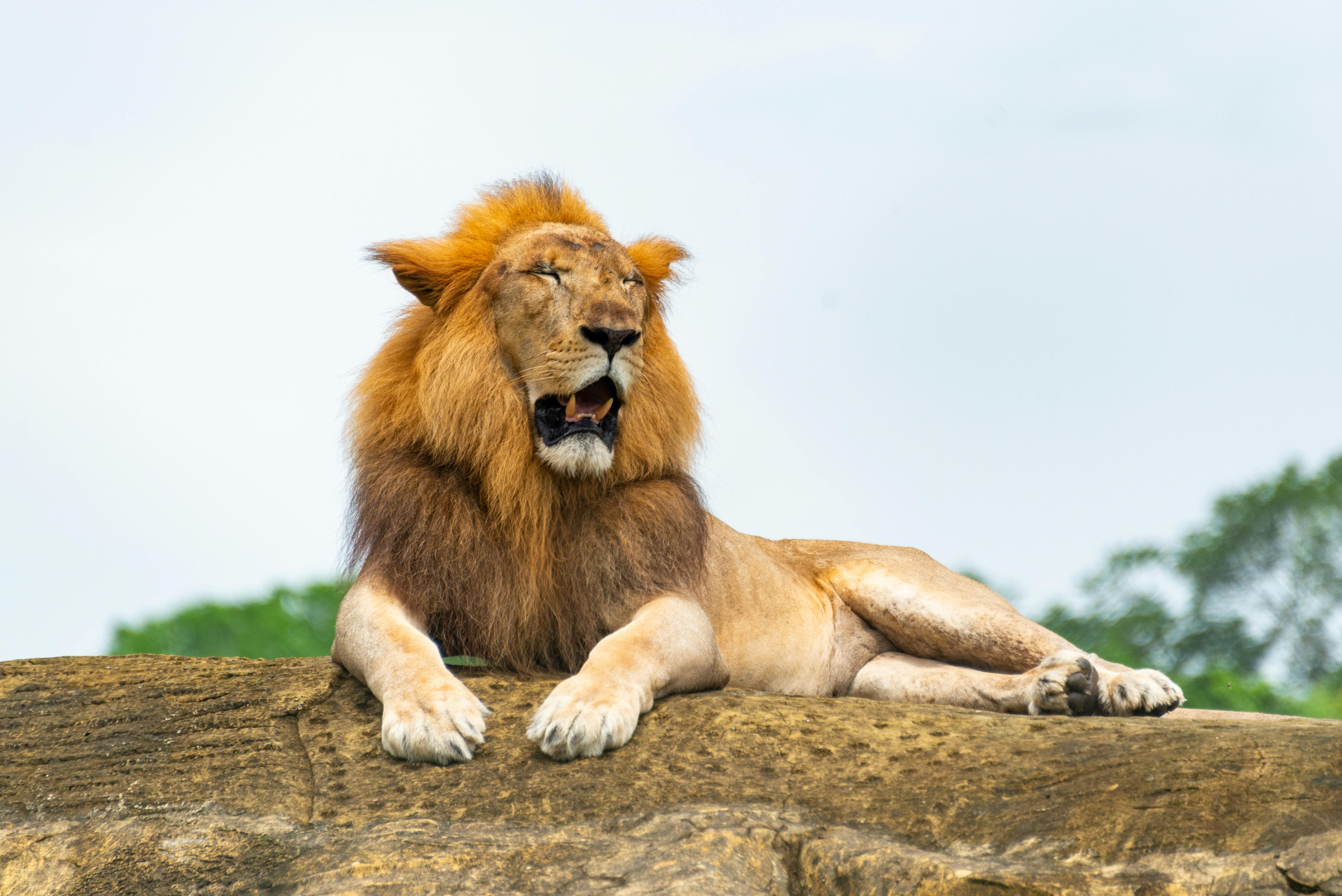 Lion Lying on Rock with Mouth Open · Free Stock Photo