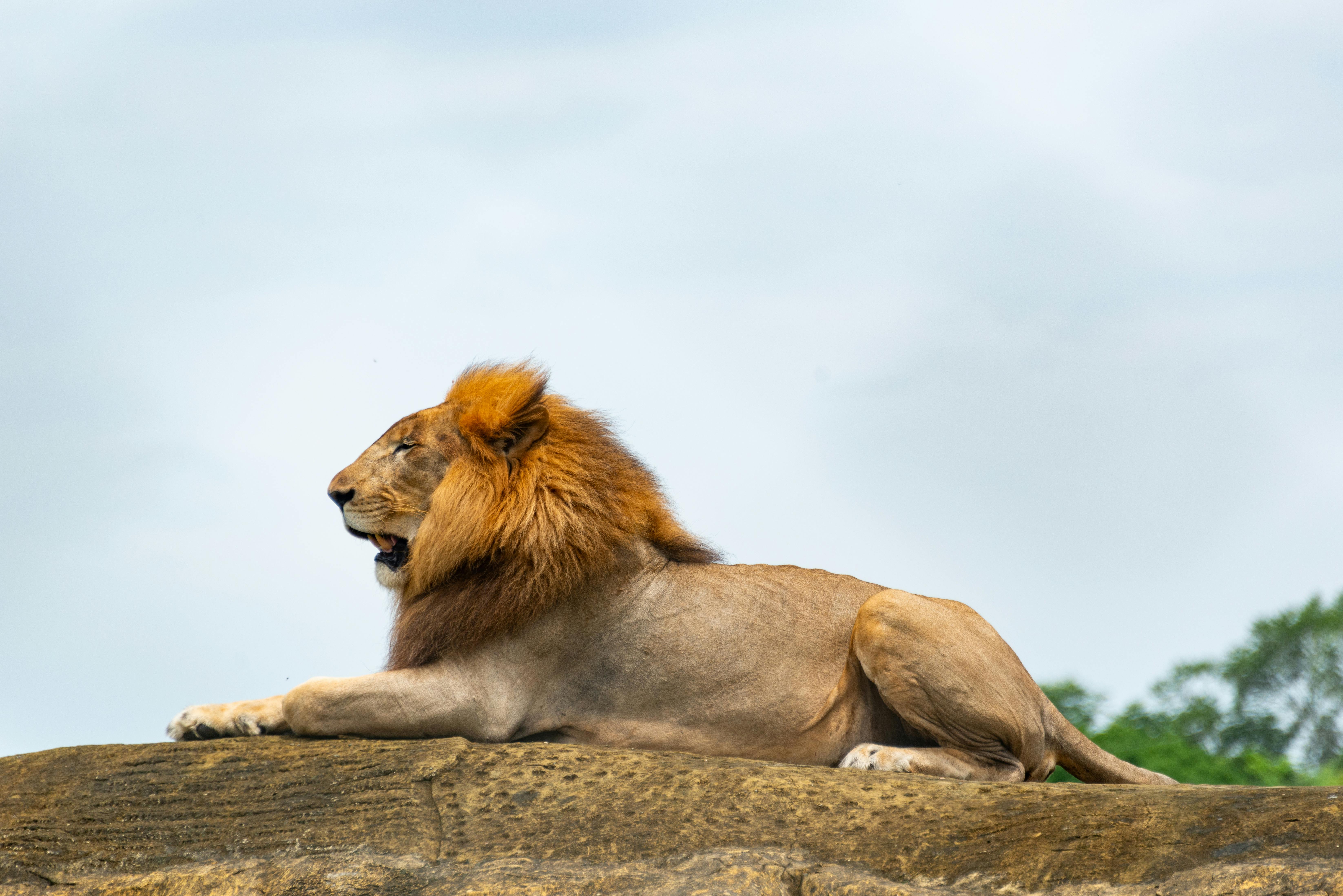 Lion with Open Jaw Lying on Rock · Free Stock Photo