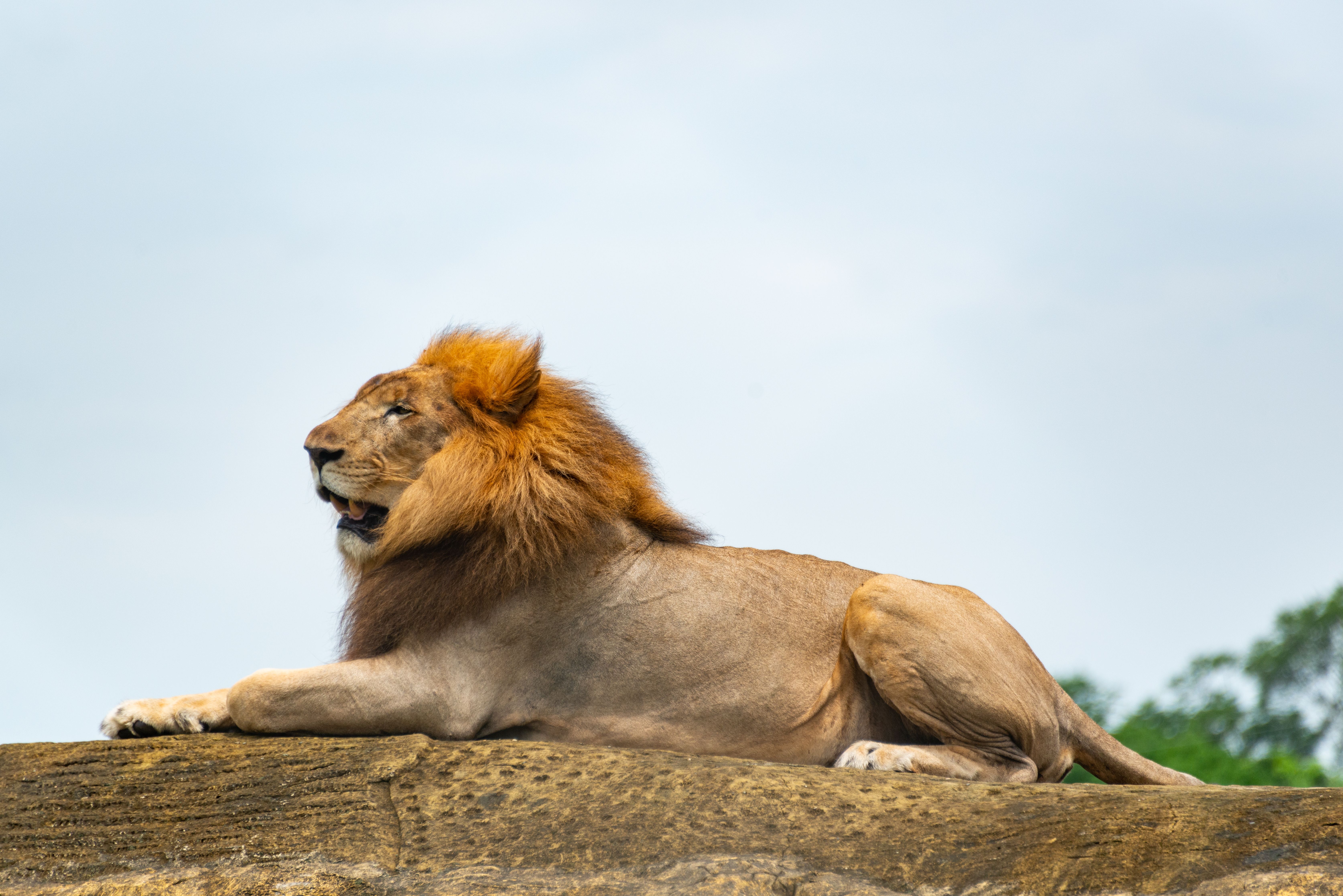 Lion Relaxing on Rock · Free Stock Photo