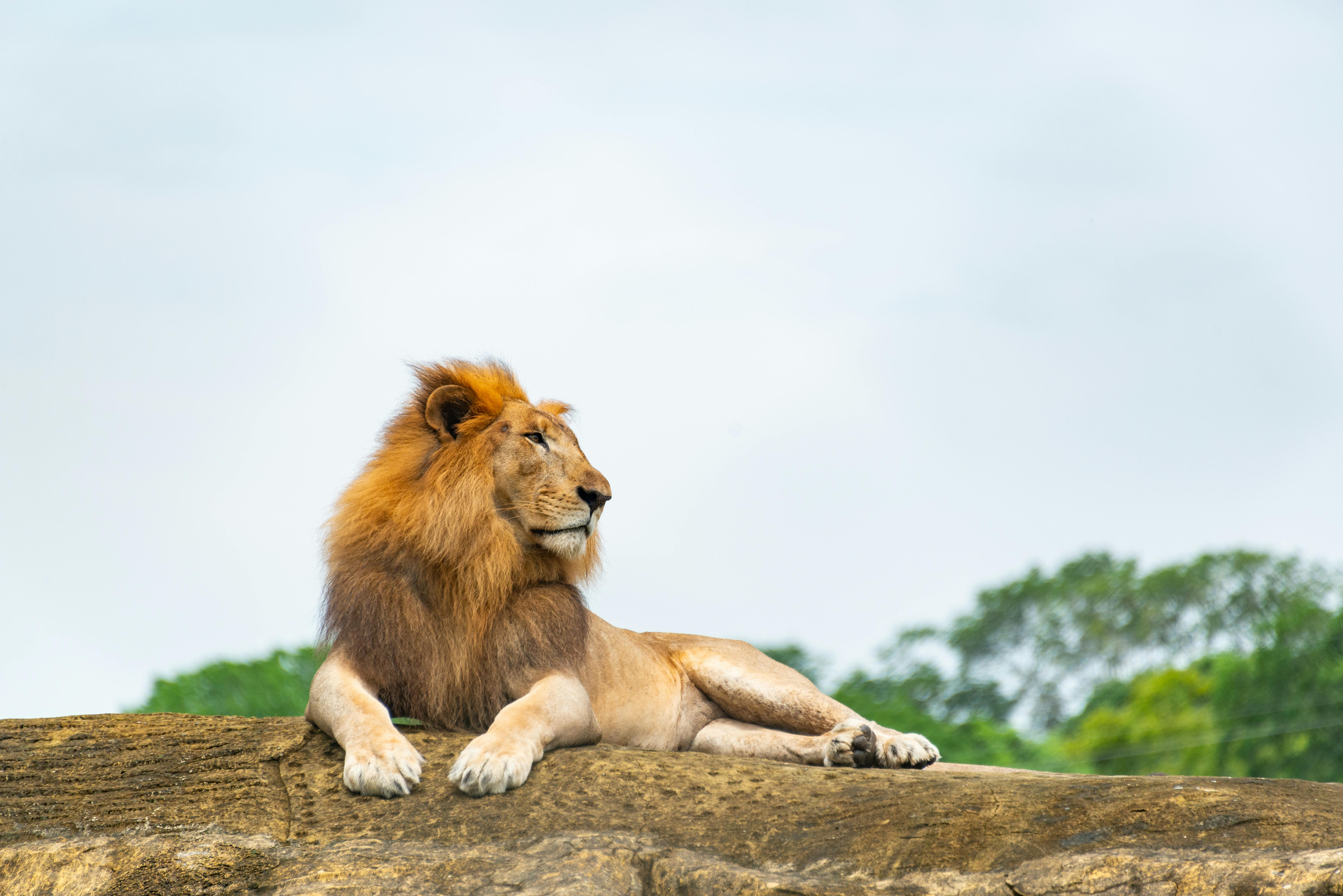 Lion Lying on Rock Looking on Left · Free Stock Photo