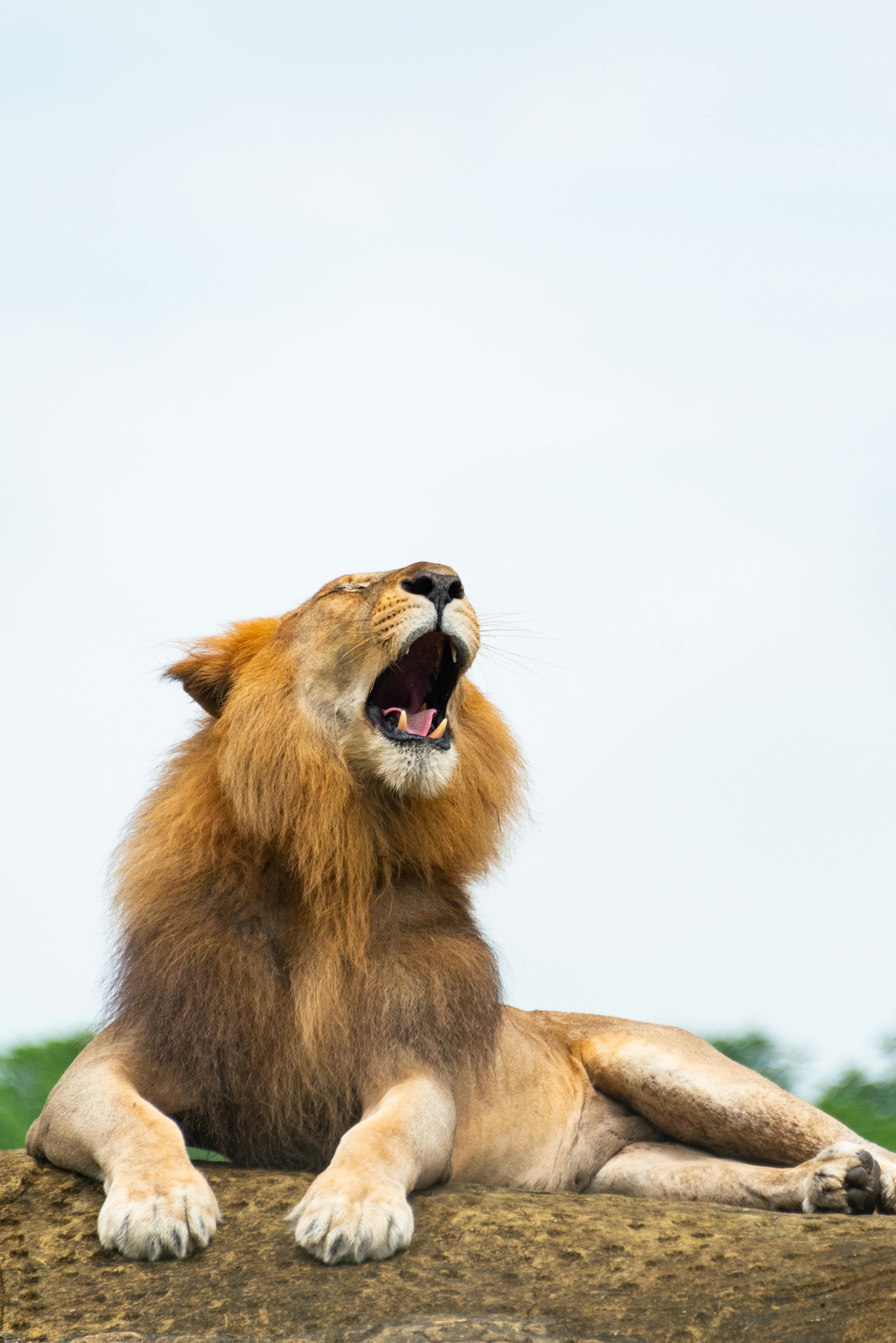 Roaring Lion Lying on Rock · Free Stock Photo