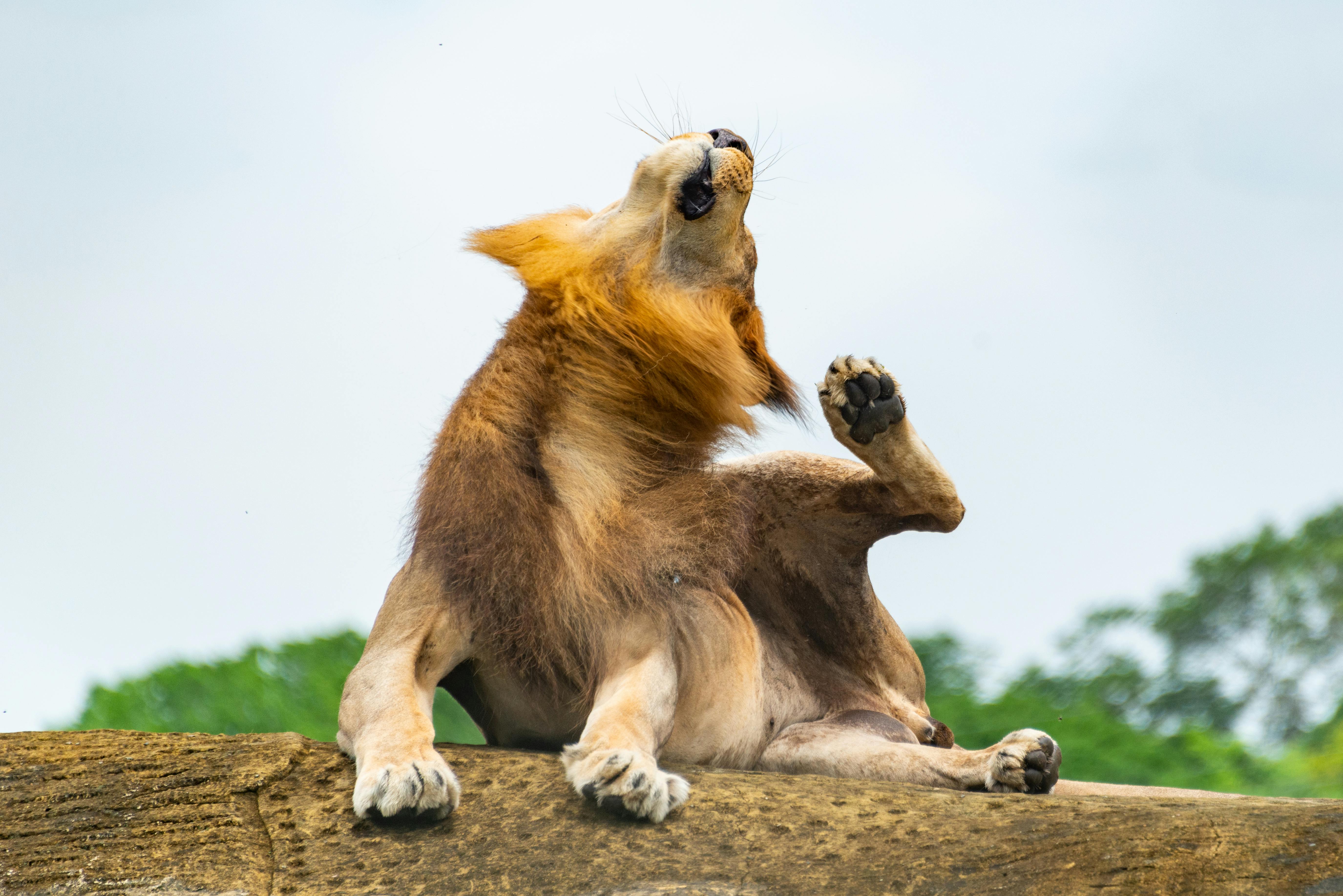 Lion Scratching himself · Free Stock Photo