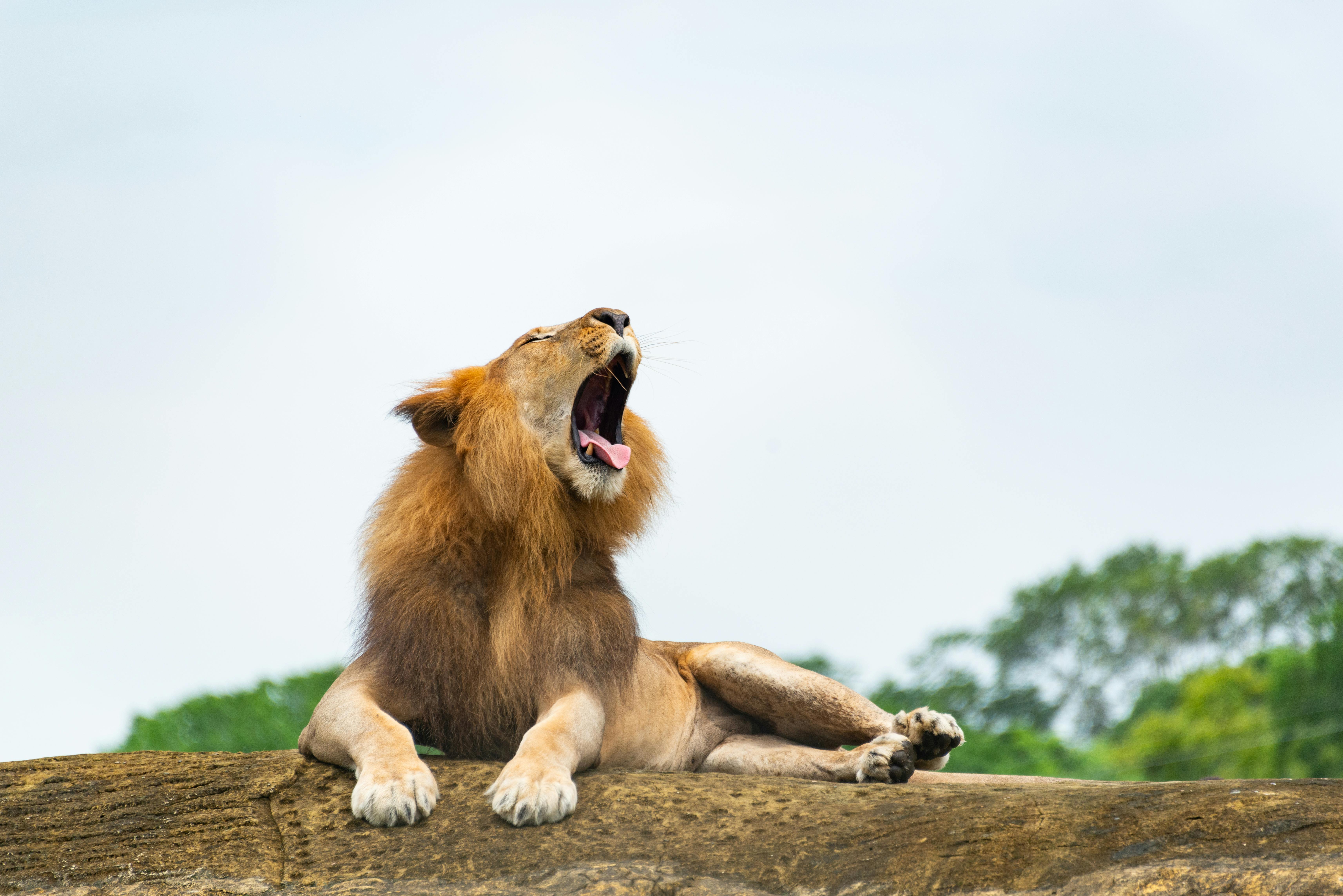 Foto de stock gratuita sobre áfrica, al aire libre, animal, ápice ...
