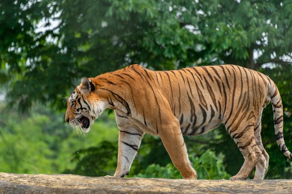 Tiger Aesthetic Photos, Download The BEST Free Tiger Aesthetic Stock ...