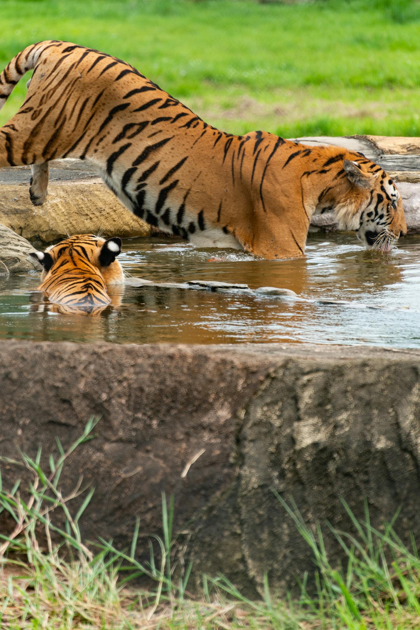 Tiger Poses Photos, Download The BEST Free Tiger Poses Stock Photos ...