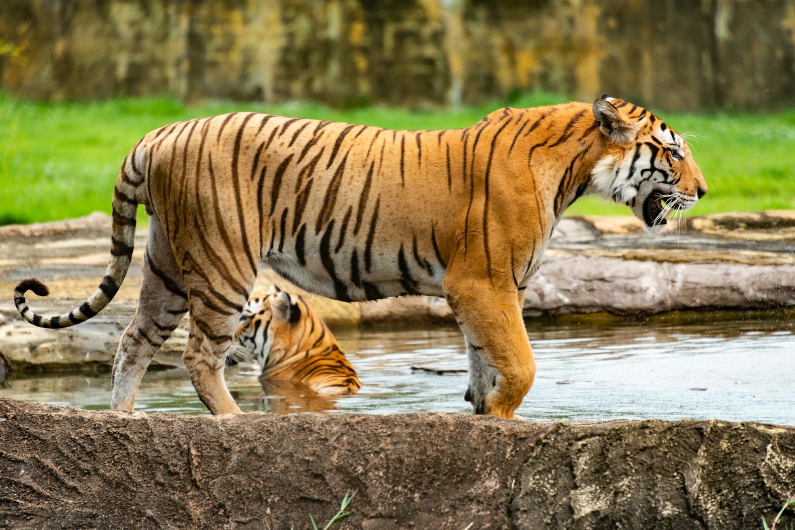 Tiger Images Photos, Download The BEST Free Tiger Images Stock Photos ...