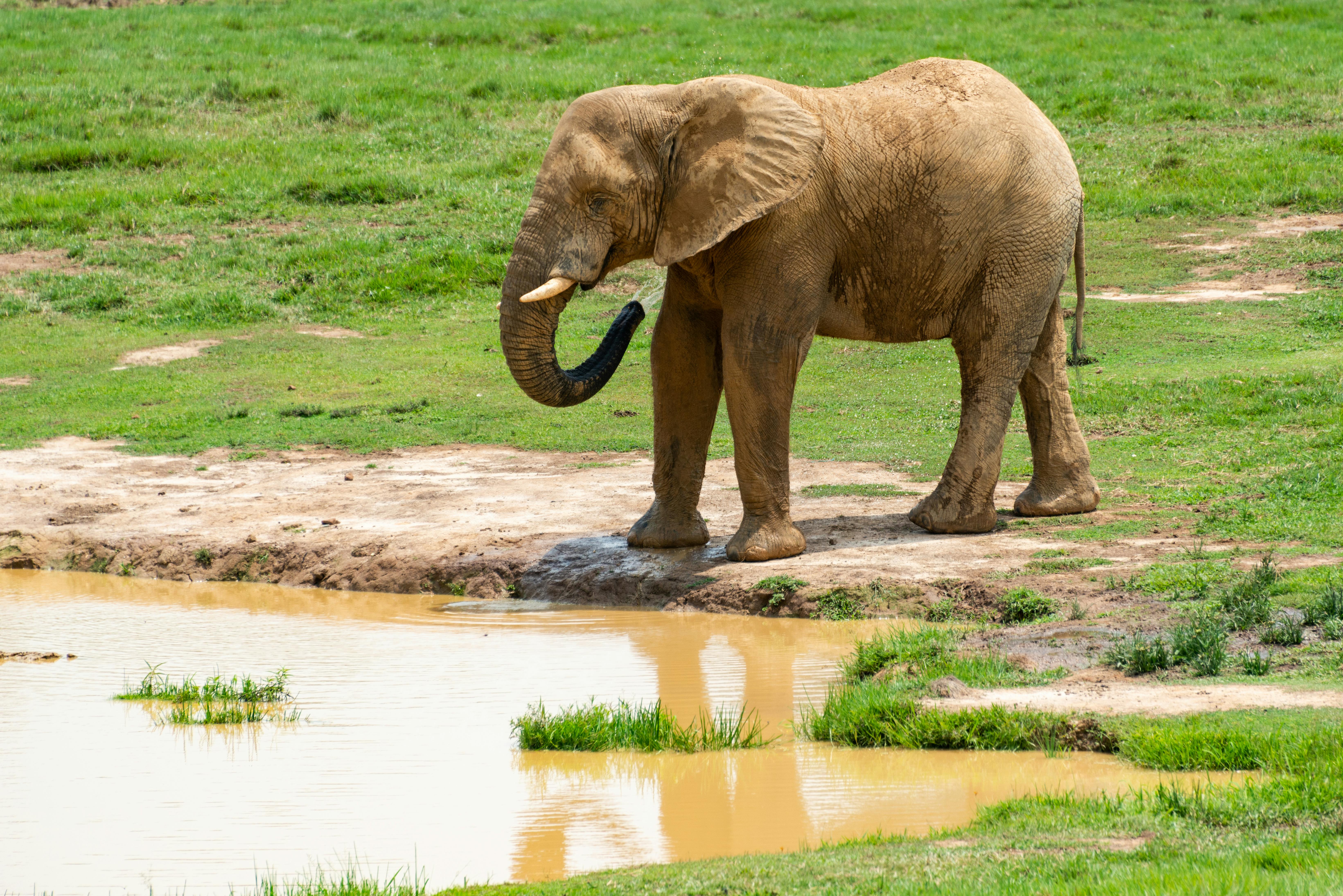 A Muddy Pond Photos, Download The BEST Free A Muddy Pond Stock Photos ...