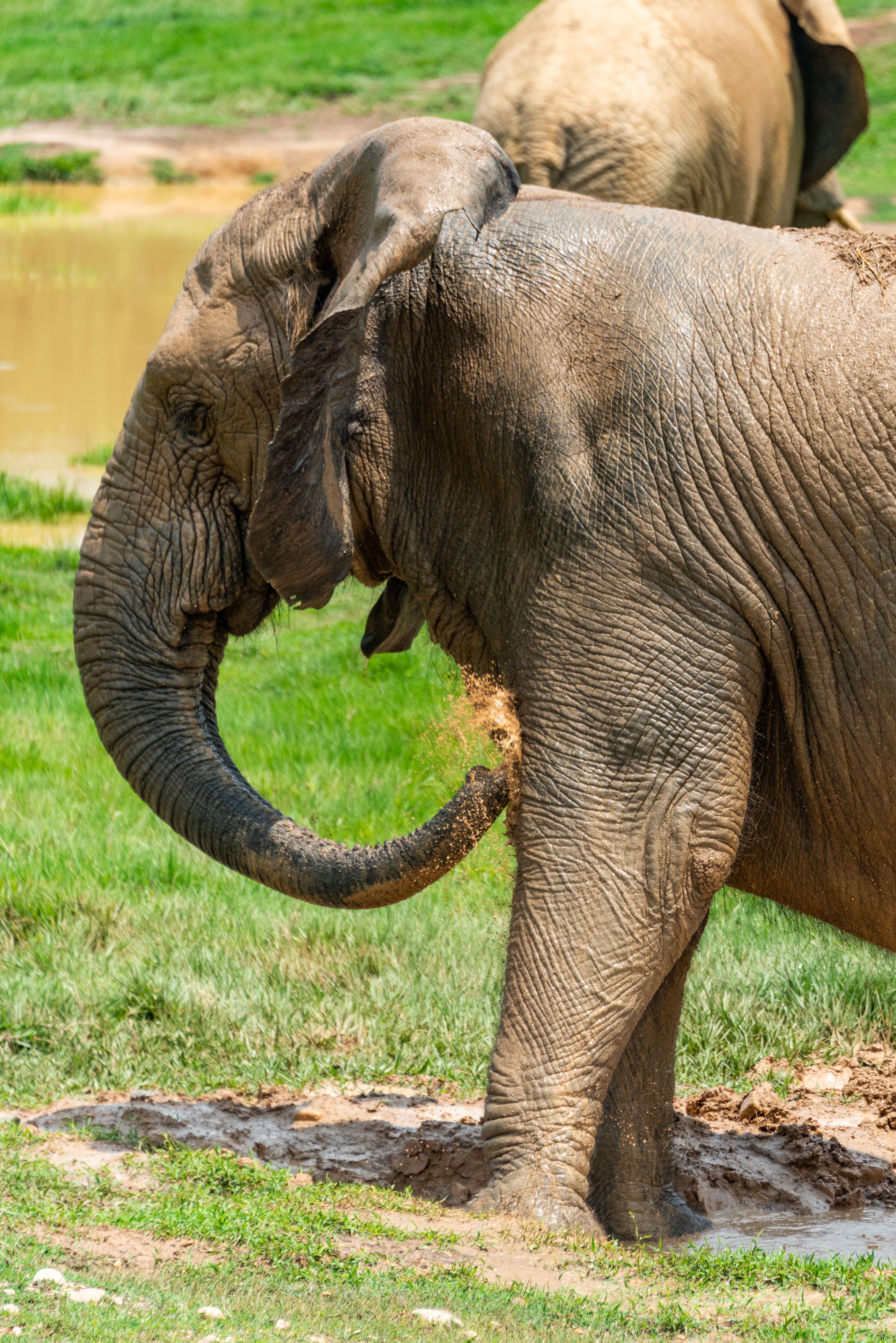 Bernini Elephant Photos, Download The BEST Free Bernini Elephant Stock ...