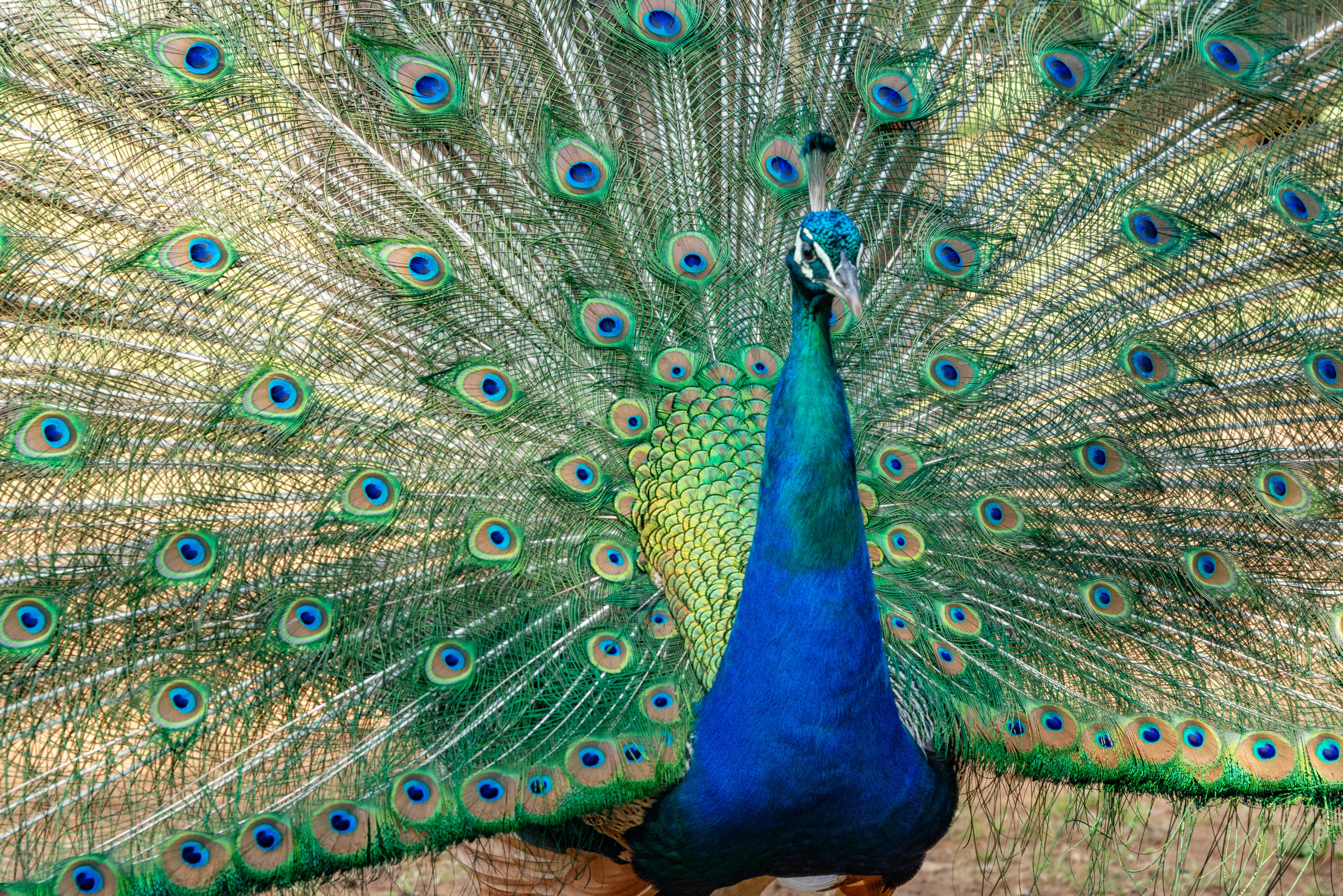 A Colorful Peacock · Free Stock Photo