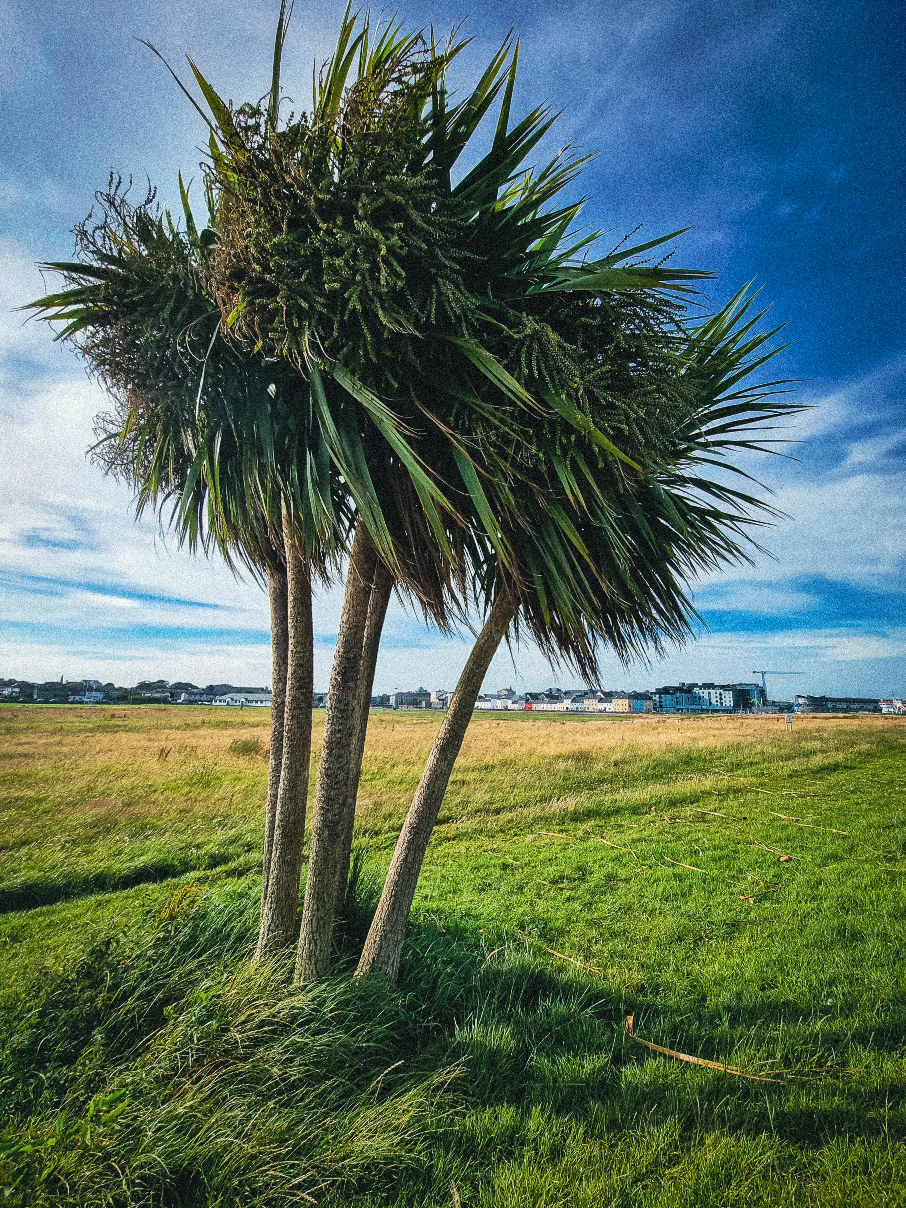Palm Trees in Countryside · Free Stock Photo