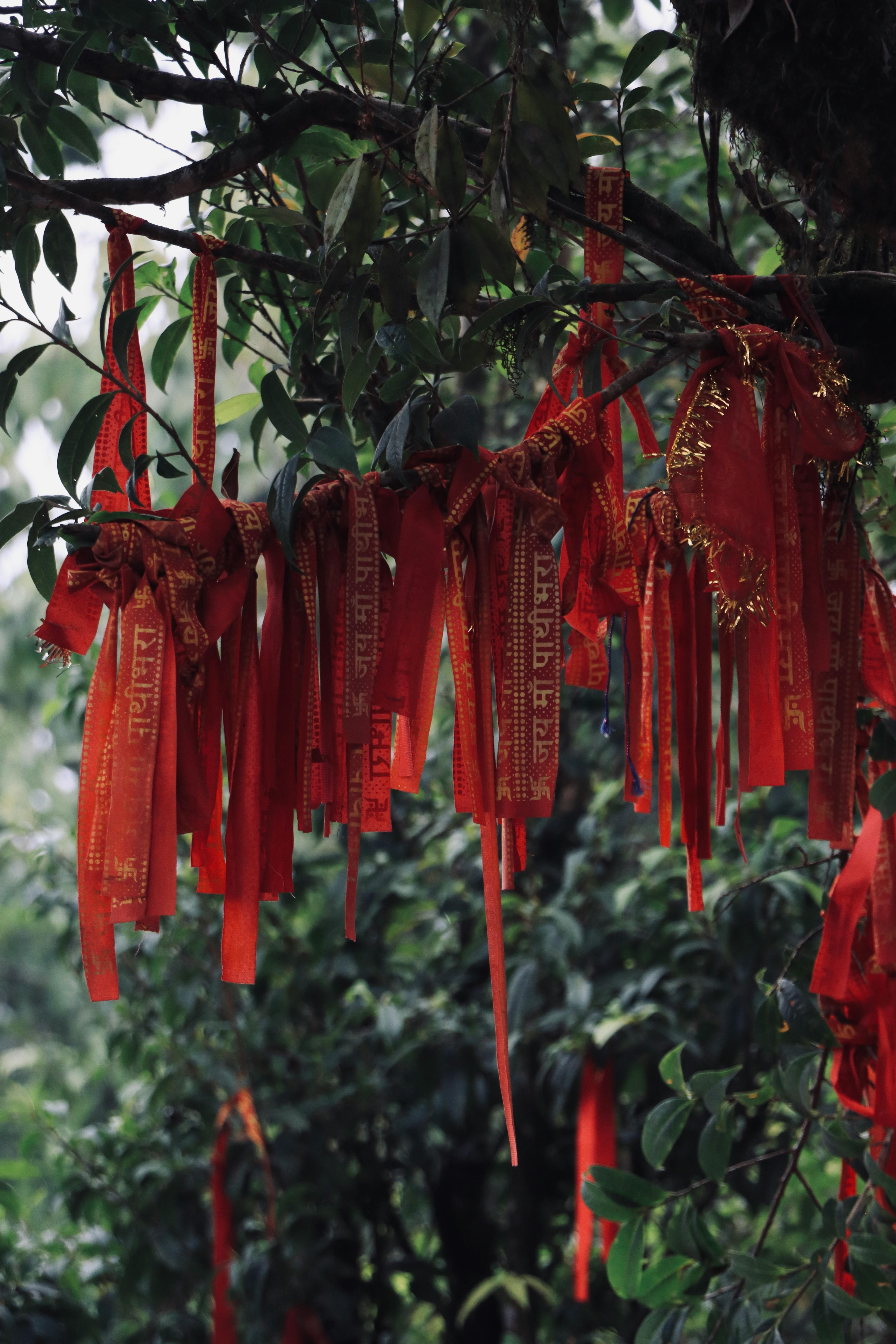 Traditional Ribbons Hanging on Tree · Free Stock Photo