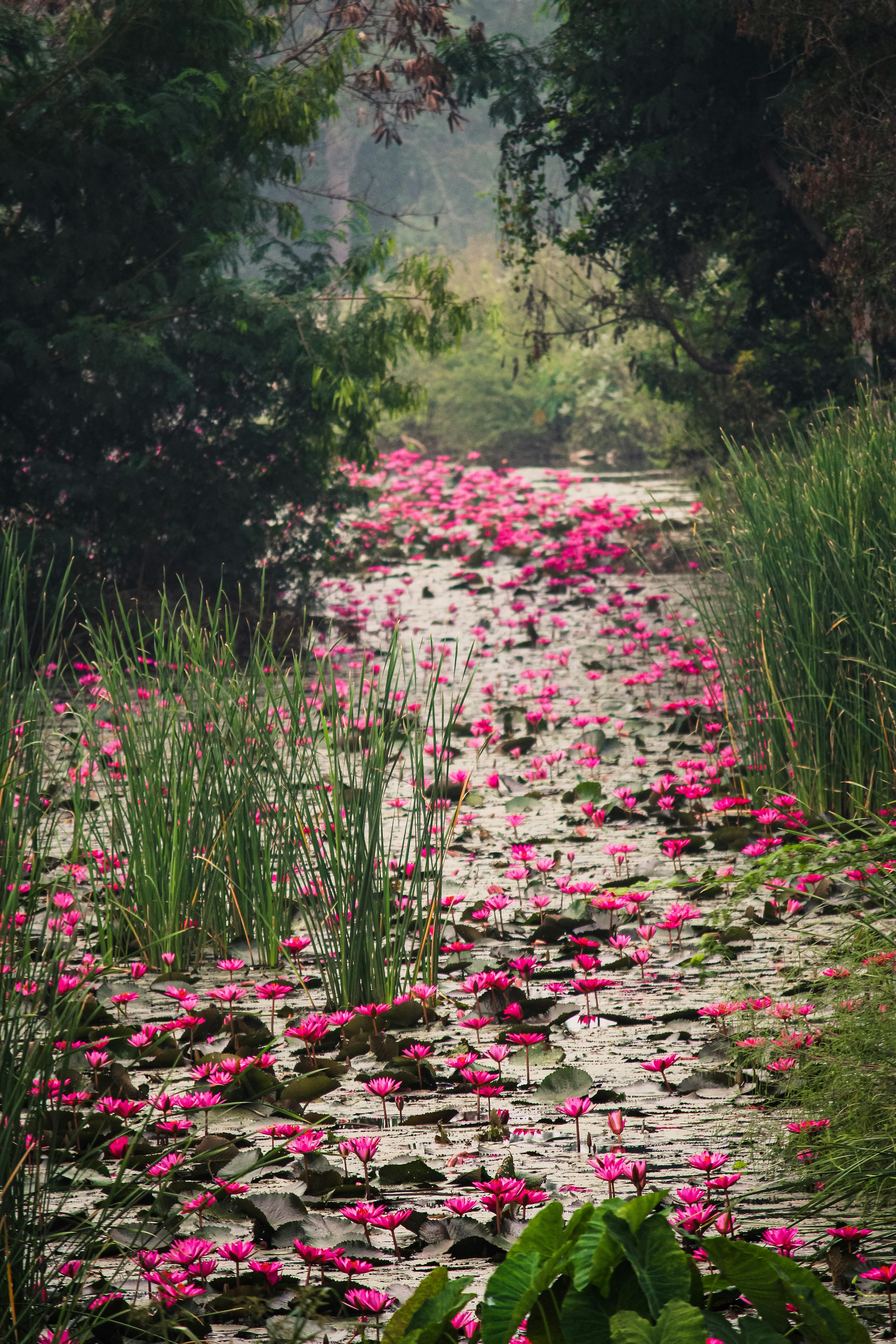Flowers on Swamp · Free Stock Photo