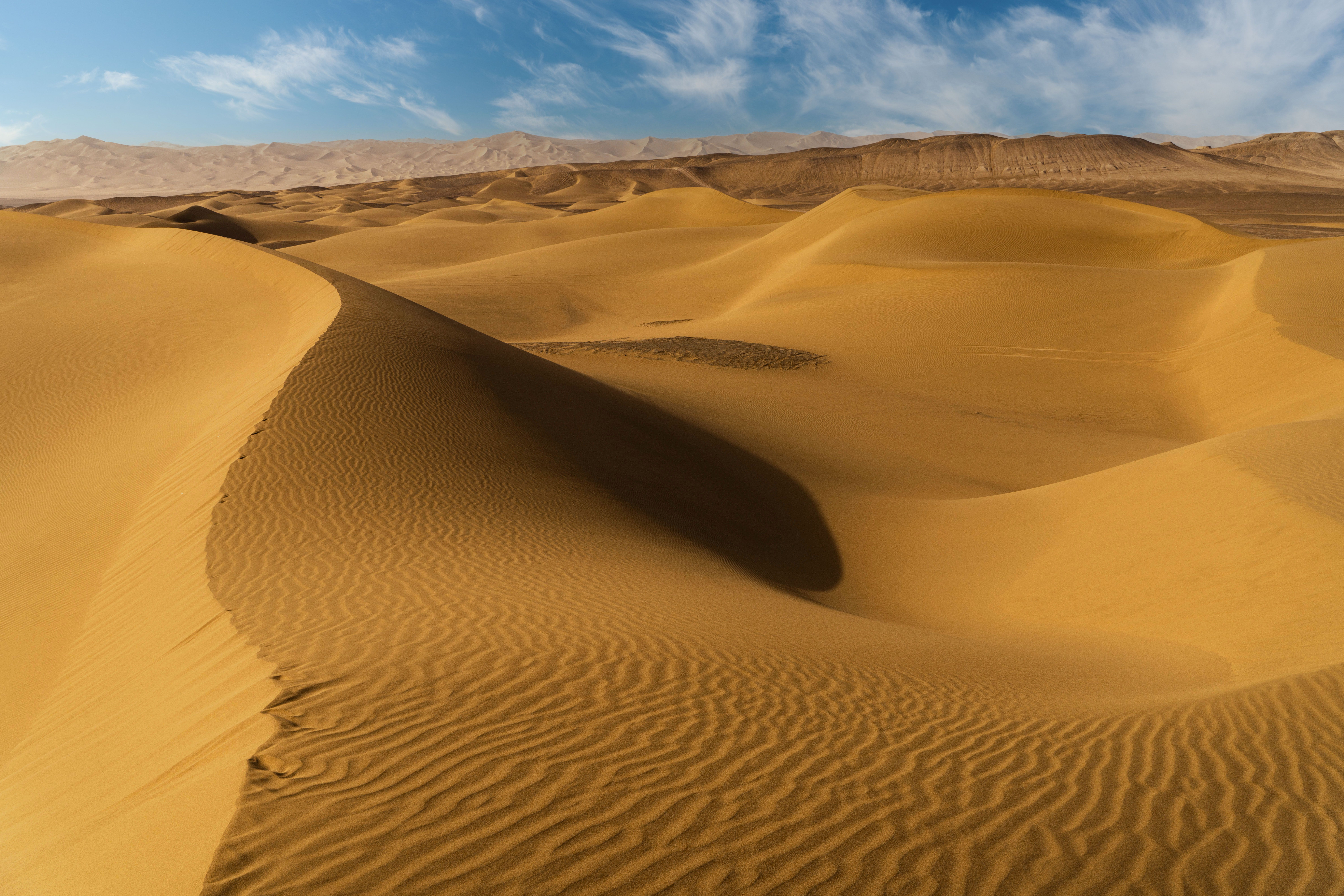 Green Grasses on Sahara Desert · Free Stock Photo
